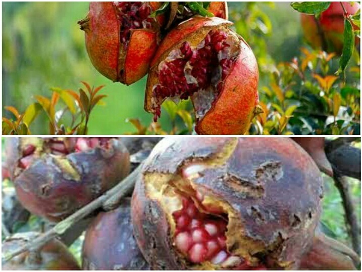Pomegranate: Control of fruit burst problem