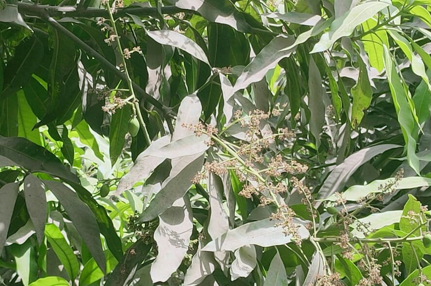 How to save mango fruit from falling?