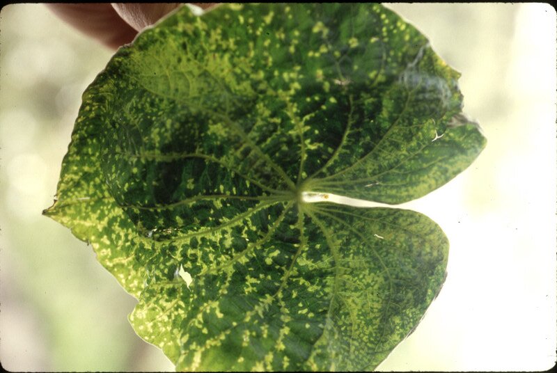 Methods of identification and control of mosaic virus disease in ...