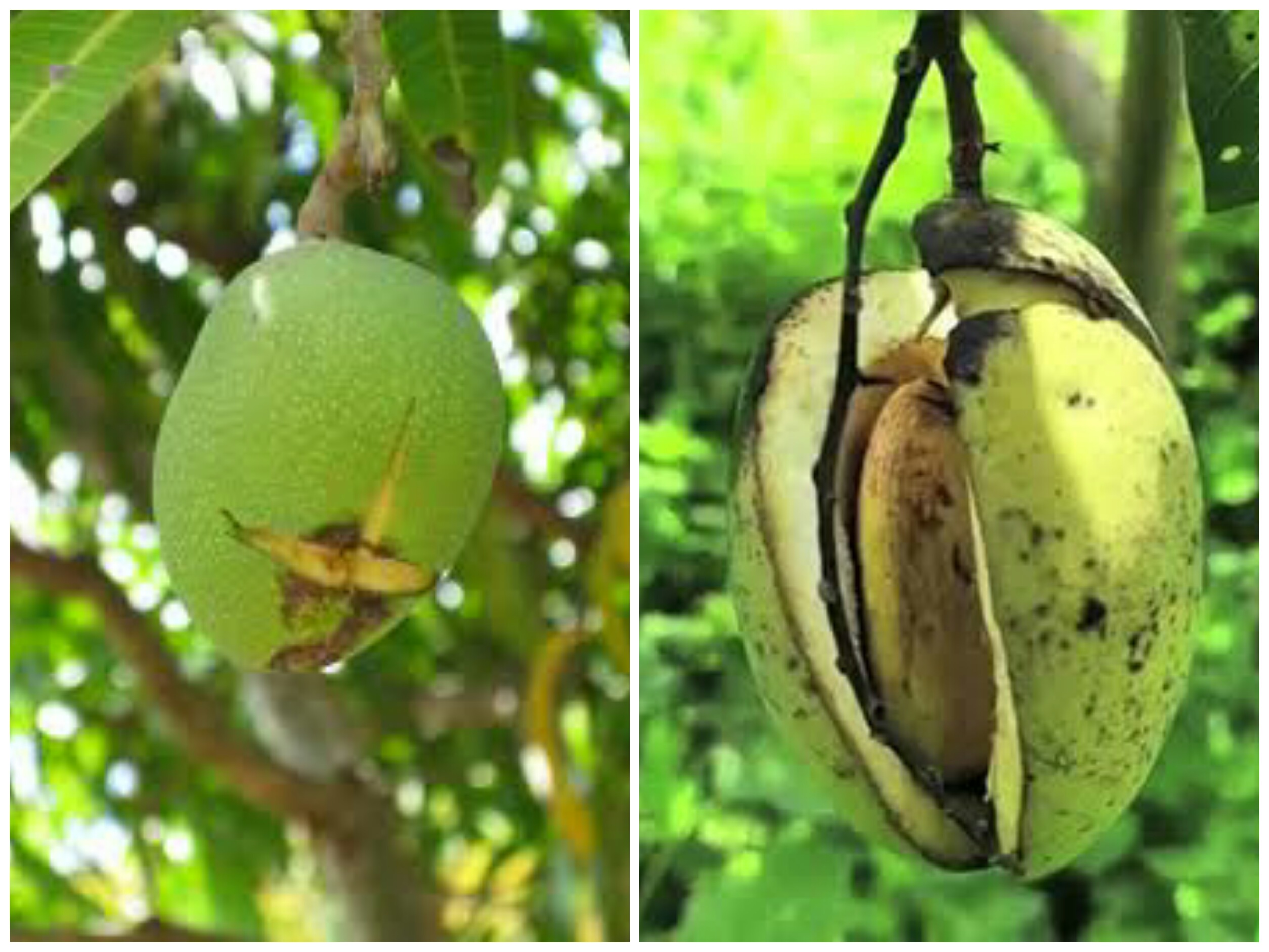 Precise measures to save mango fruits from bursting
