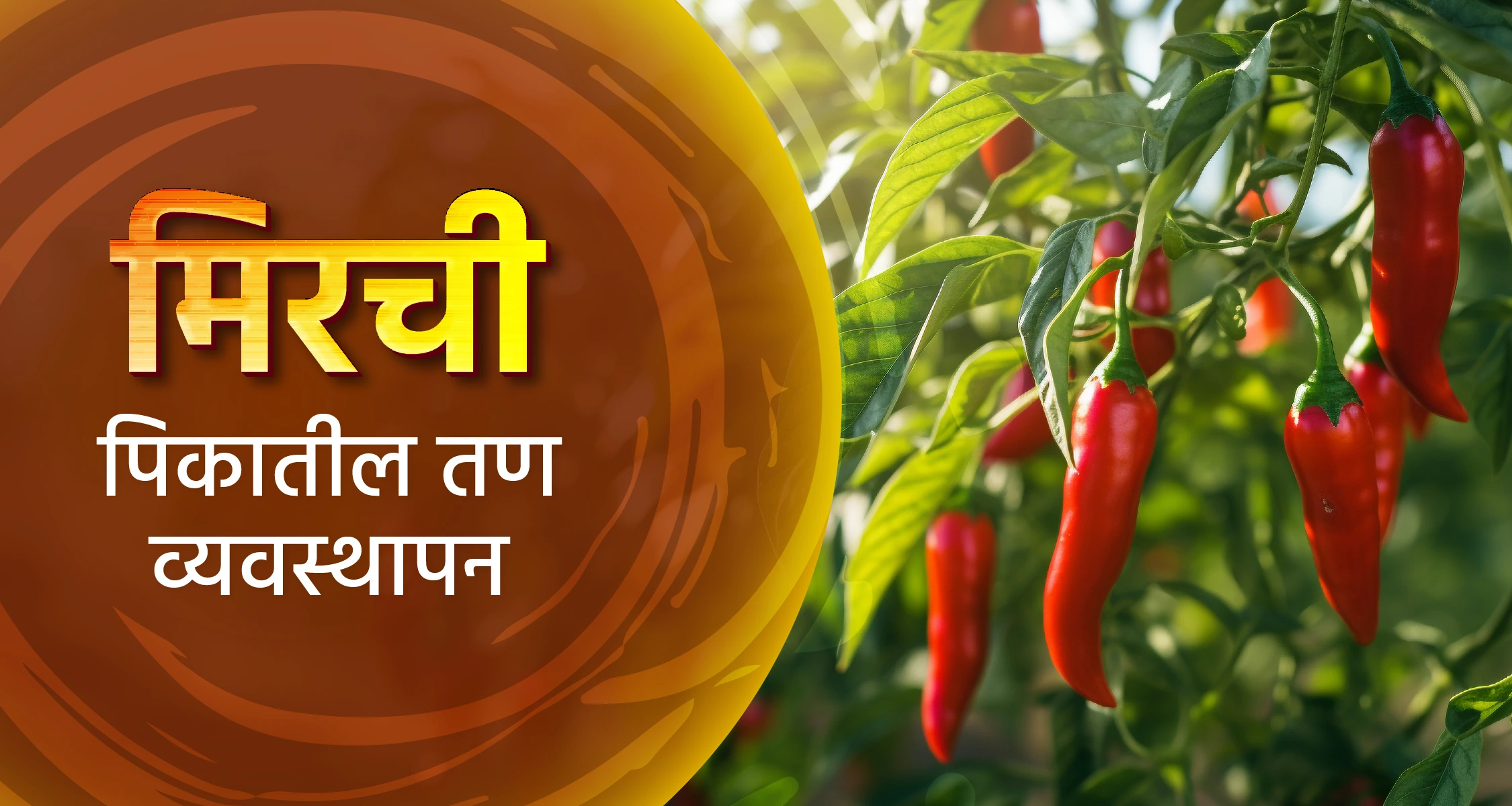 मिरची पिकातील तण व्यवस्थापन (Weed management in Chilli crop)