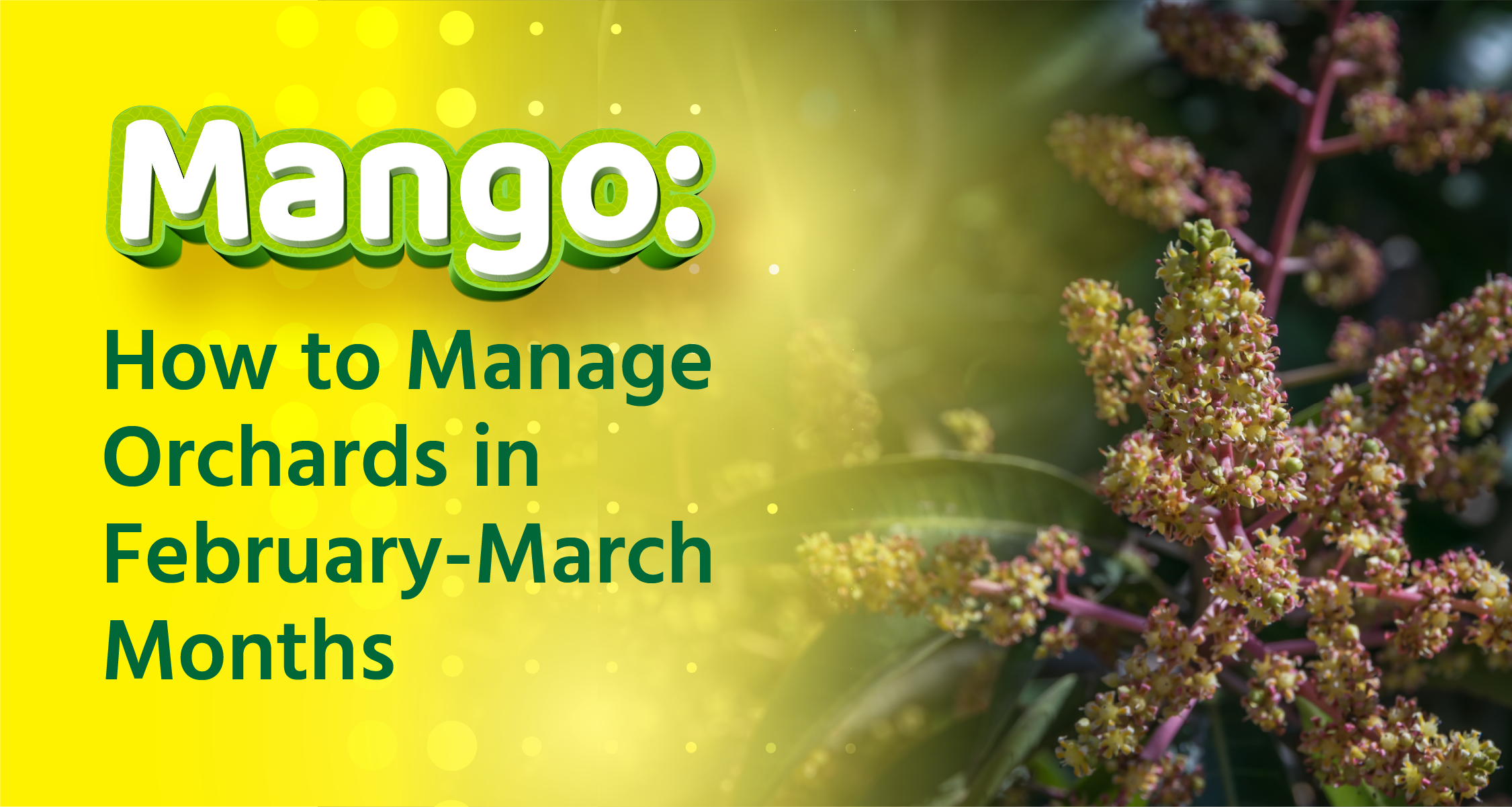 Mango: How to Manage Orchards in February-March Months