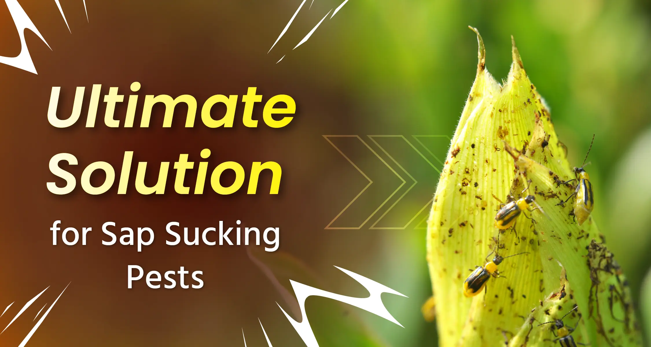 Benefits of Biopesticide 'Brahmastra' and Its Method of Preparation