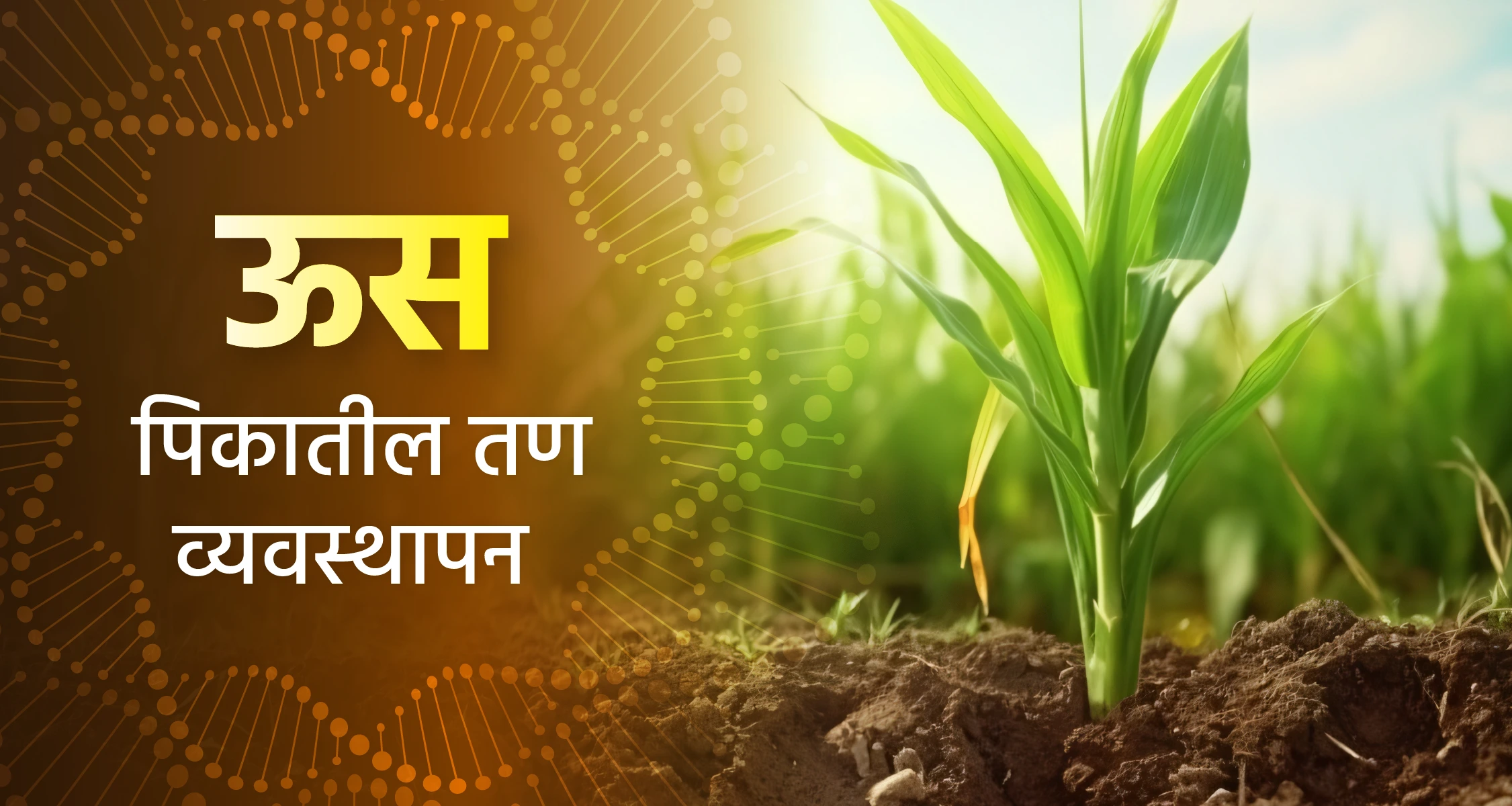ऊस पिकातील तण व्यवस्थापन (Weed management in Sugarcane crop)