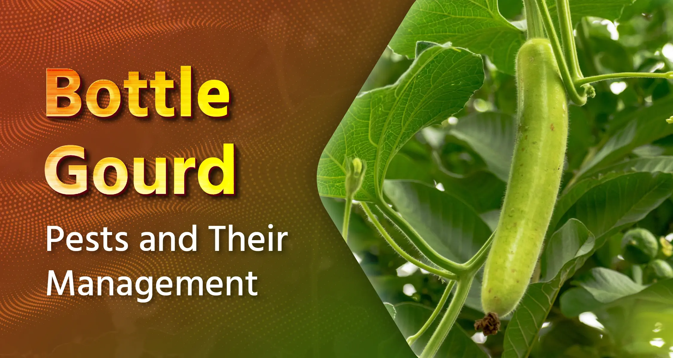 Bottle Gourd: Pests and Their Management