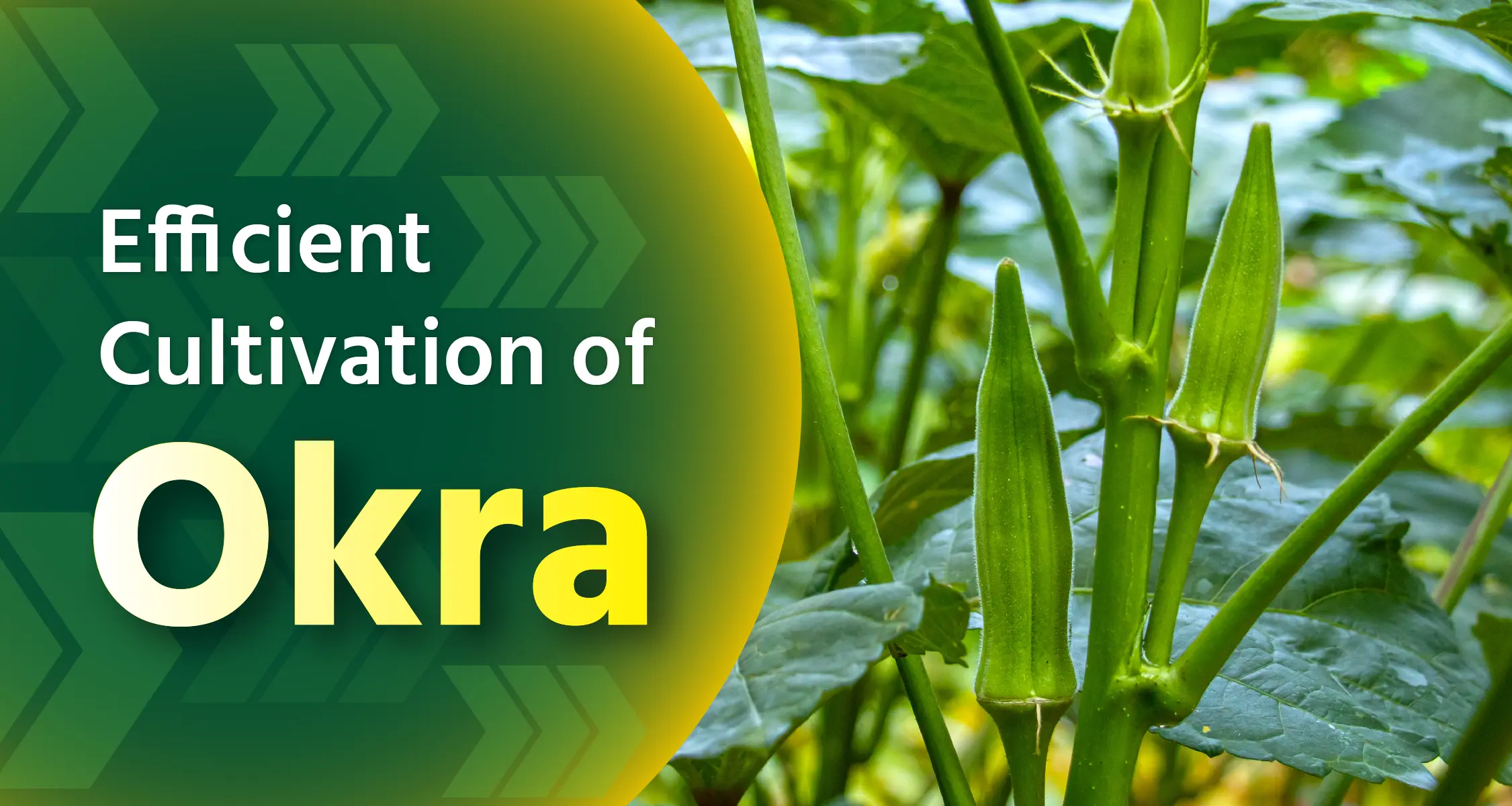 Efficient Cultivation of Okra