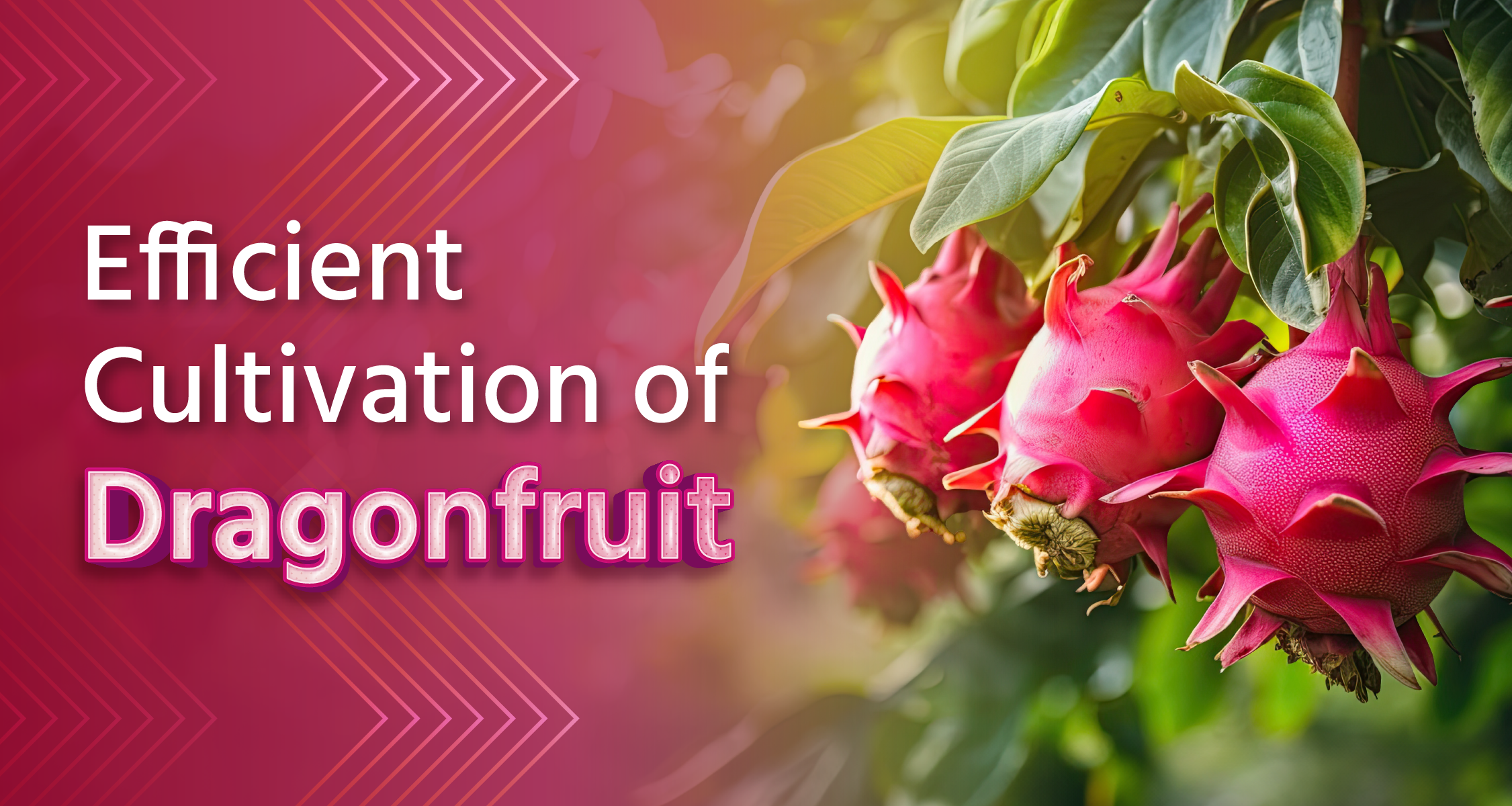 Efficient Cultivation of Dragon Fruit: Varieties, Land Preparation ...