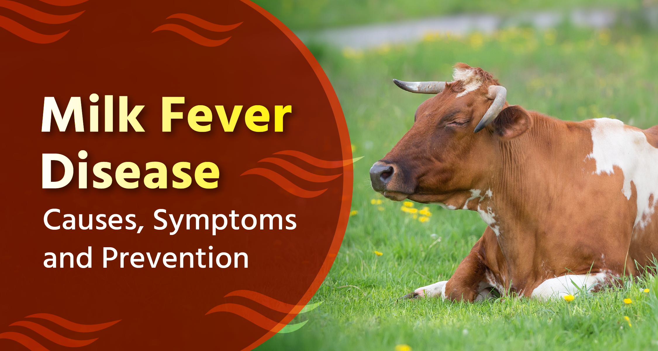 Milk Fever Disease: Causes, Symptoms, and Prevention