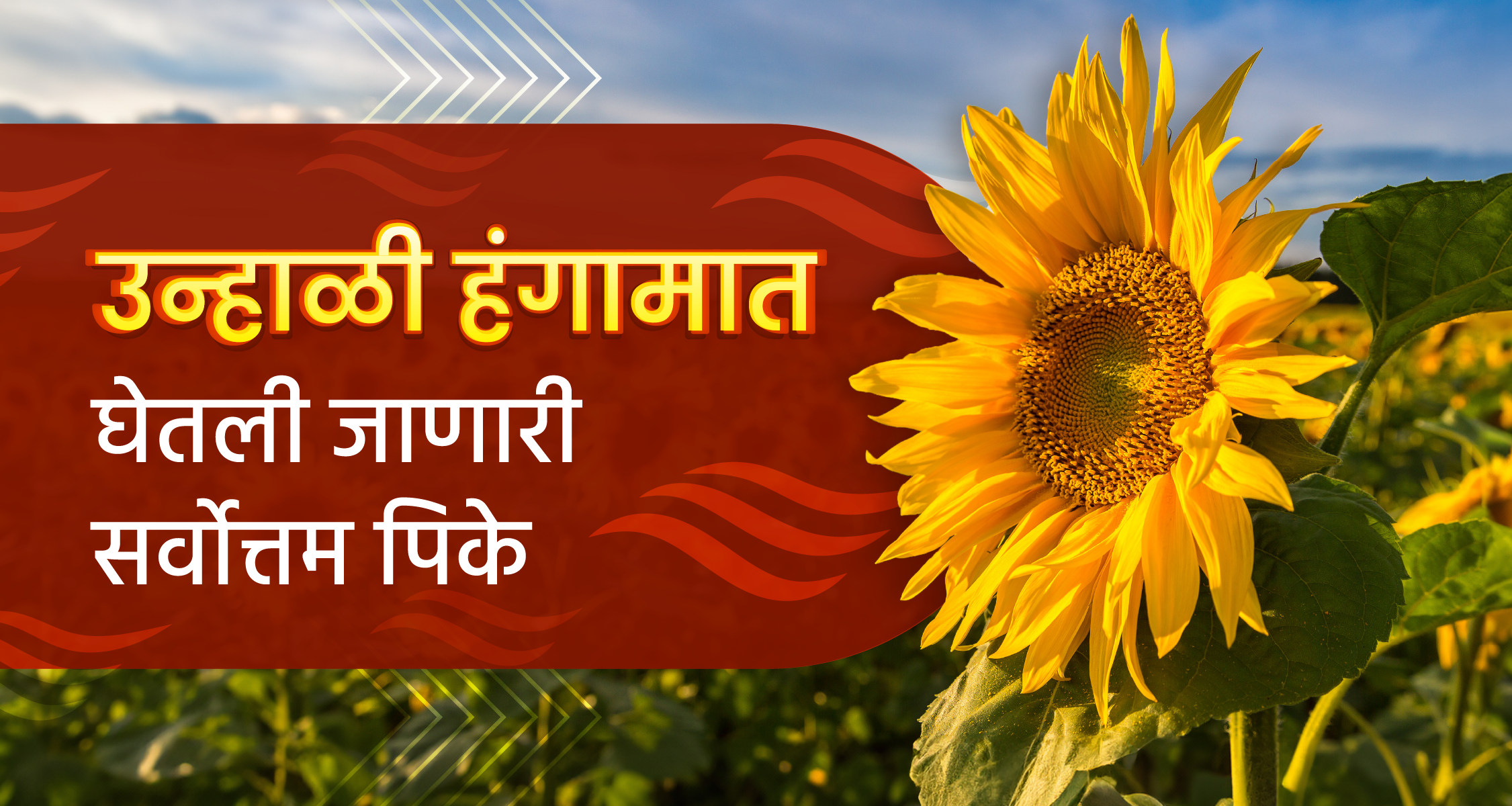 उन्हाळी हंगामात घेतली जाणारी सर्वोत्तम पिके (Best crops grown in summer ...