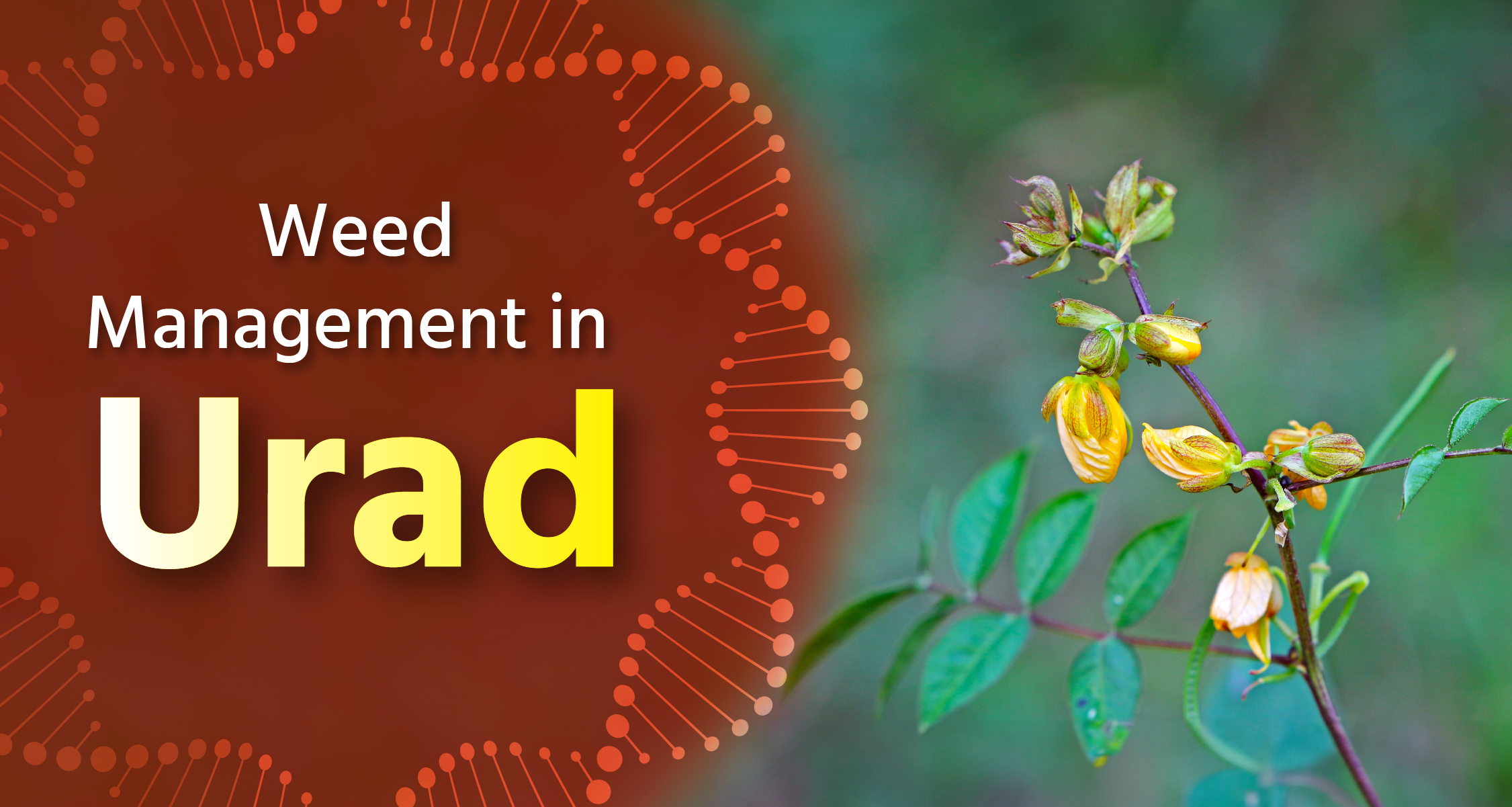 Weed Management in Urad