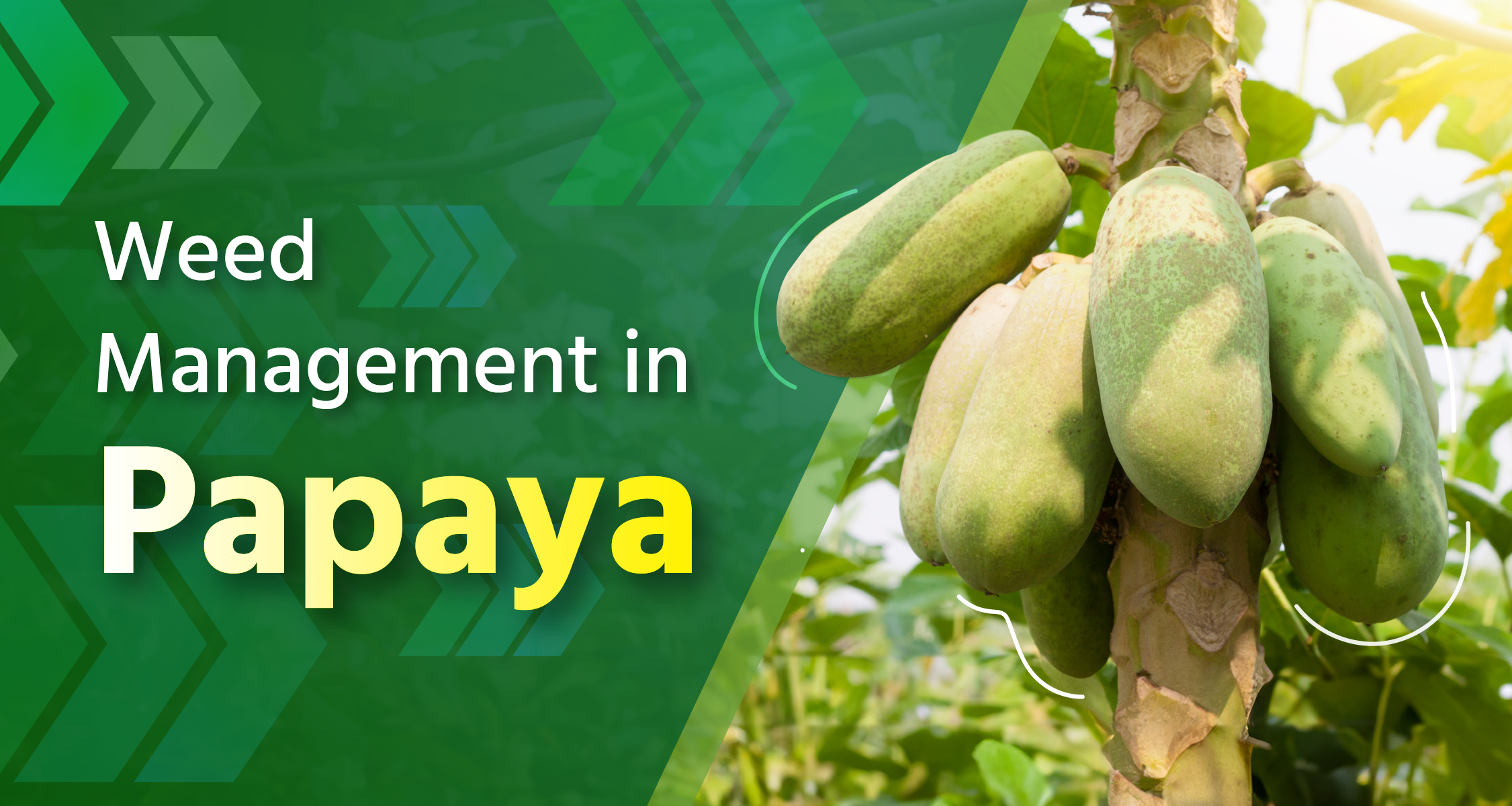 Weed Management in Papaya Cultivation