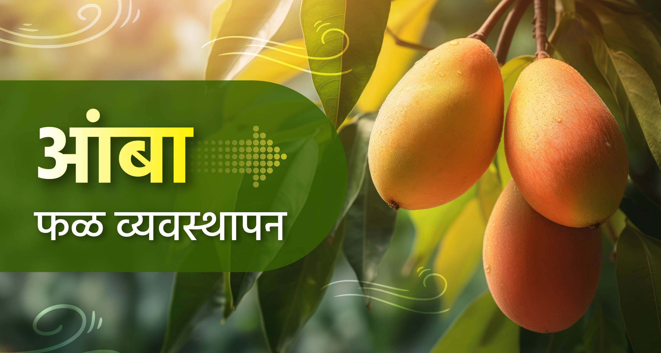 आंबा फळ व्यवस्थापन (Mango Fruit Management)