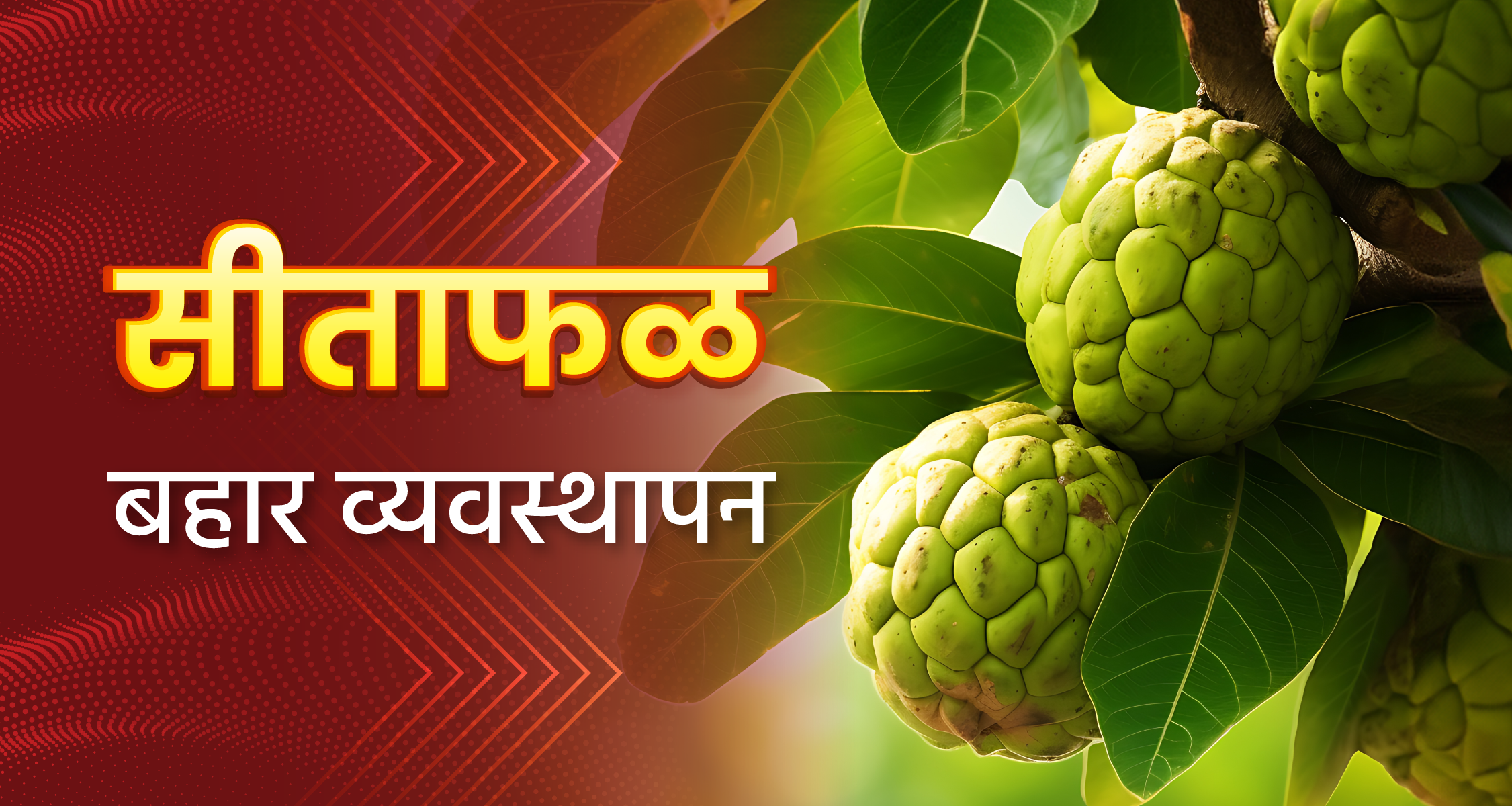सीताफळ बहार व्यवस्थापन (Custard Apple Bahar Management)