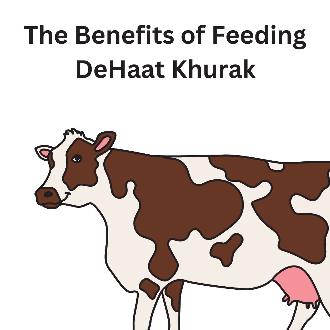 The Benefits of Feeding DeHaat Khurak to Farm Animals
