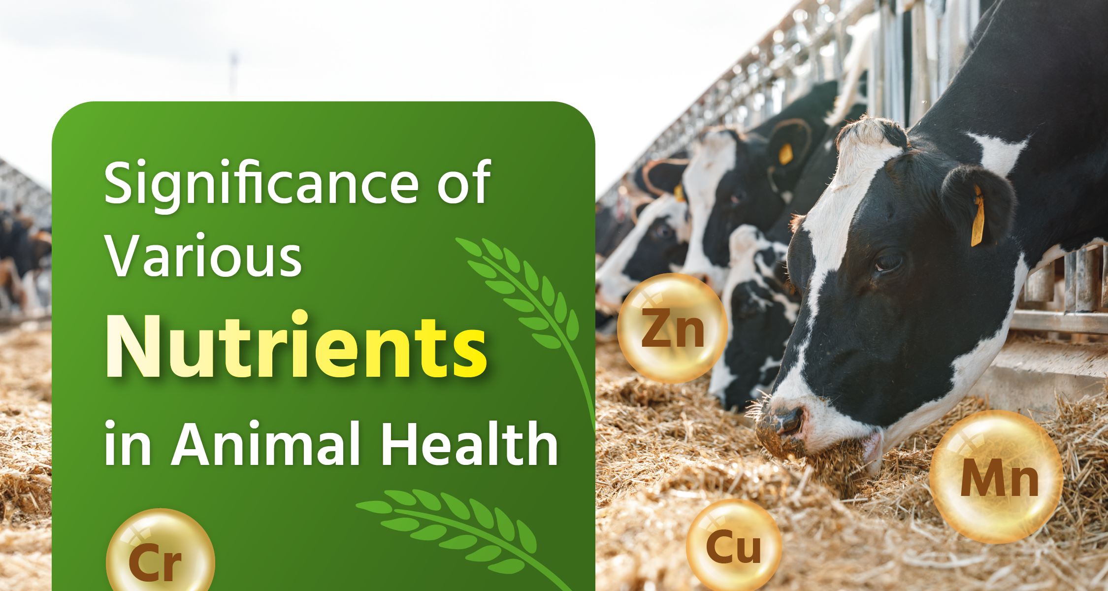 Importance of Various Nutrients in Animals