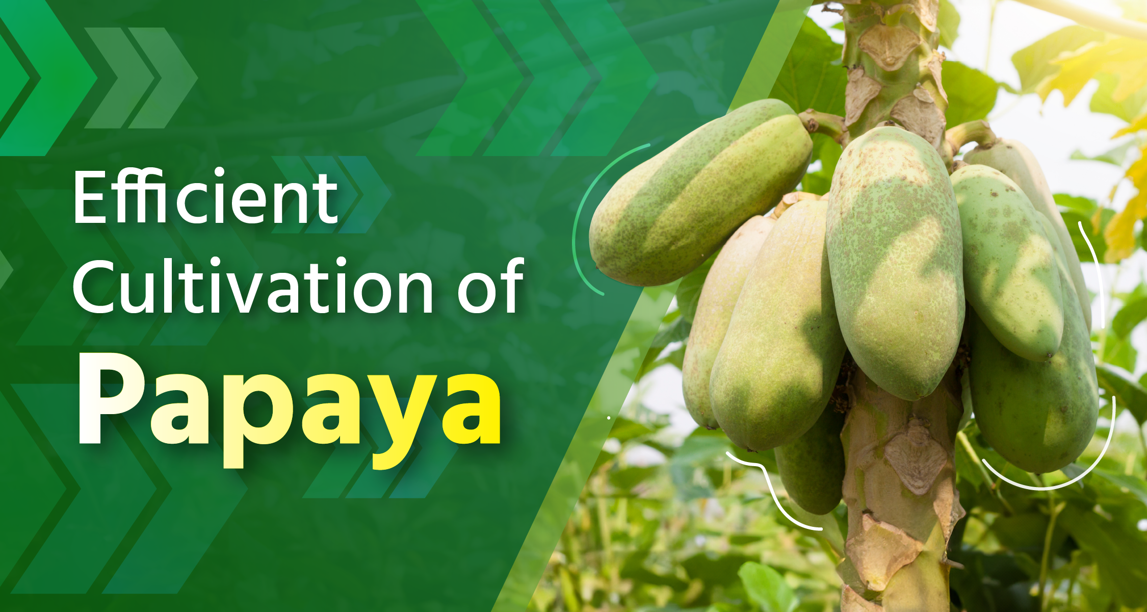 Papaya Cultivation: Varieties, Seed Treatment, Disease Control