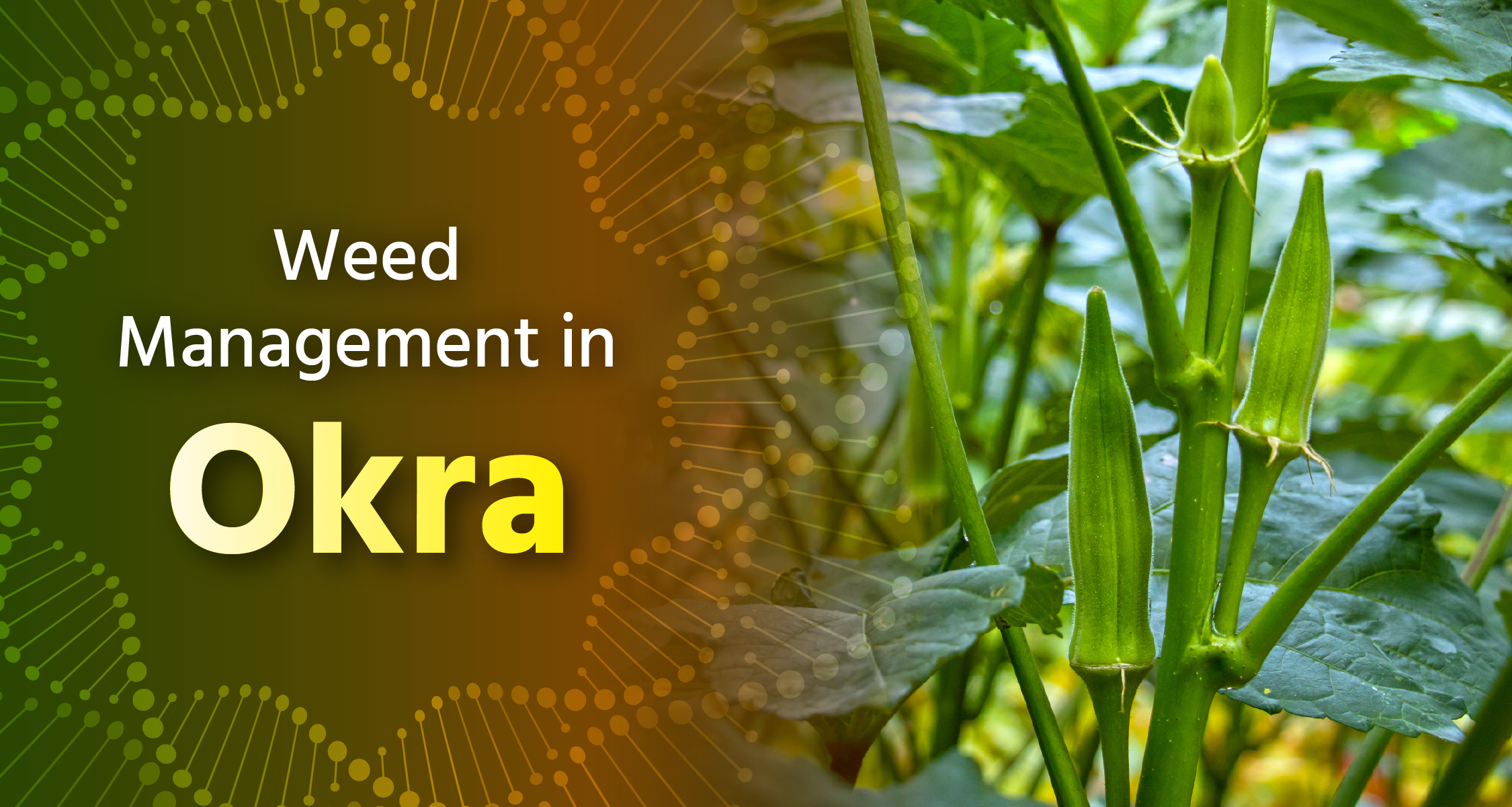 Weed Management in Okra