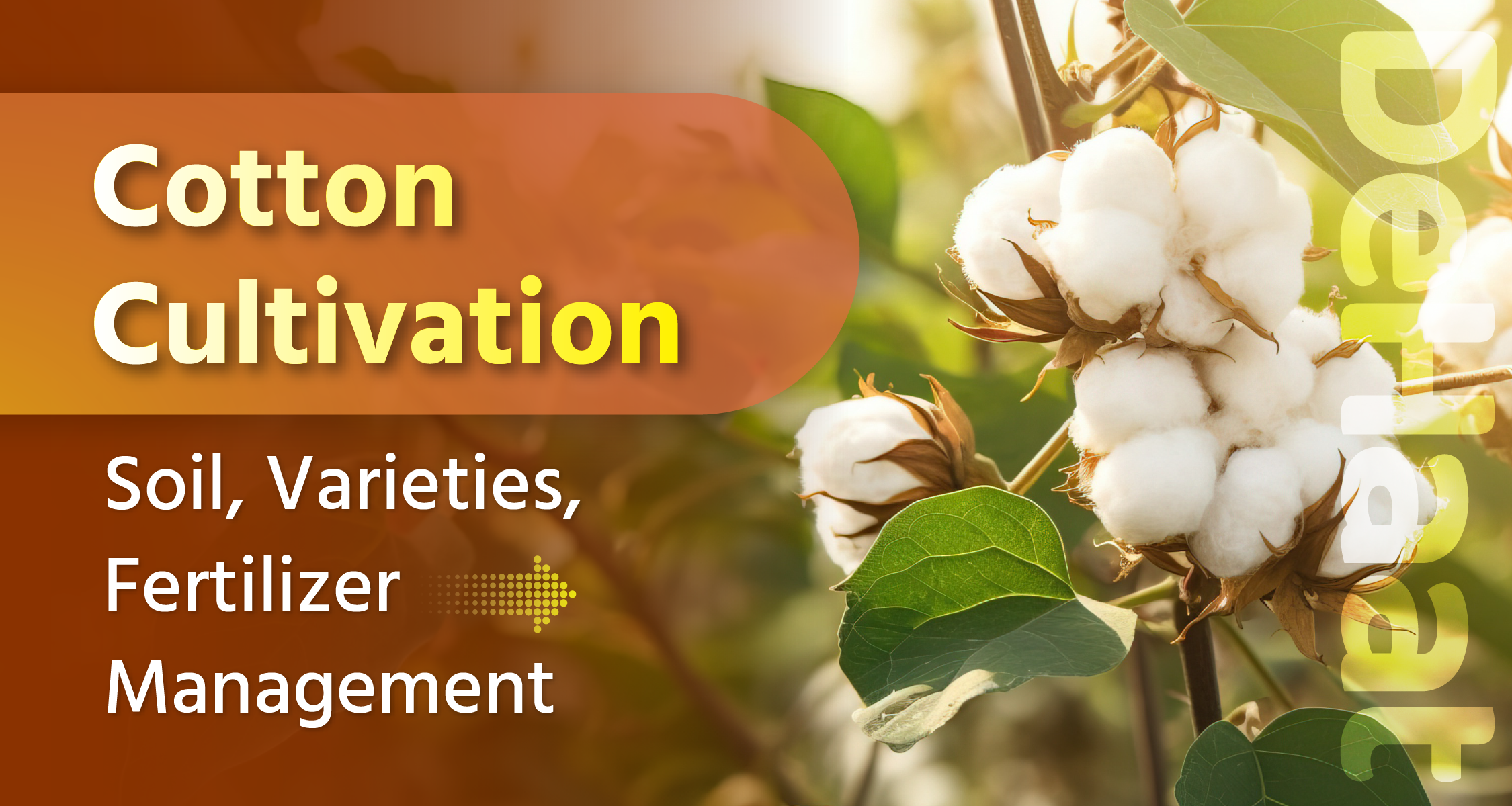 Cotton Cultivation: Suitable Soil, Varieties, Fertilizer Management