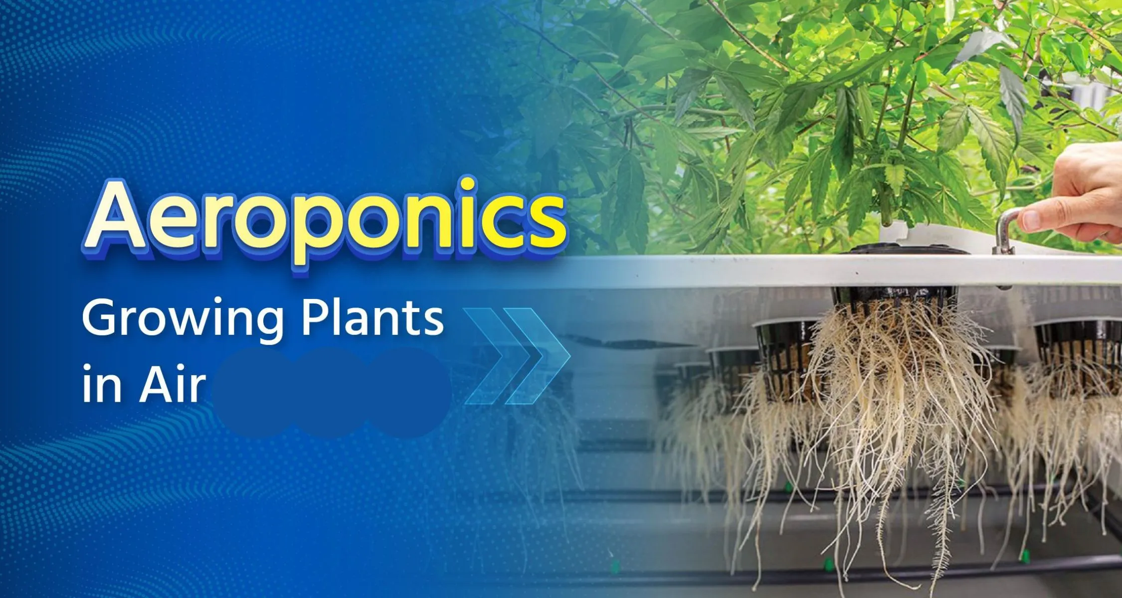 Aeroponics Farming: Process and Benefits