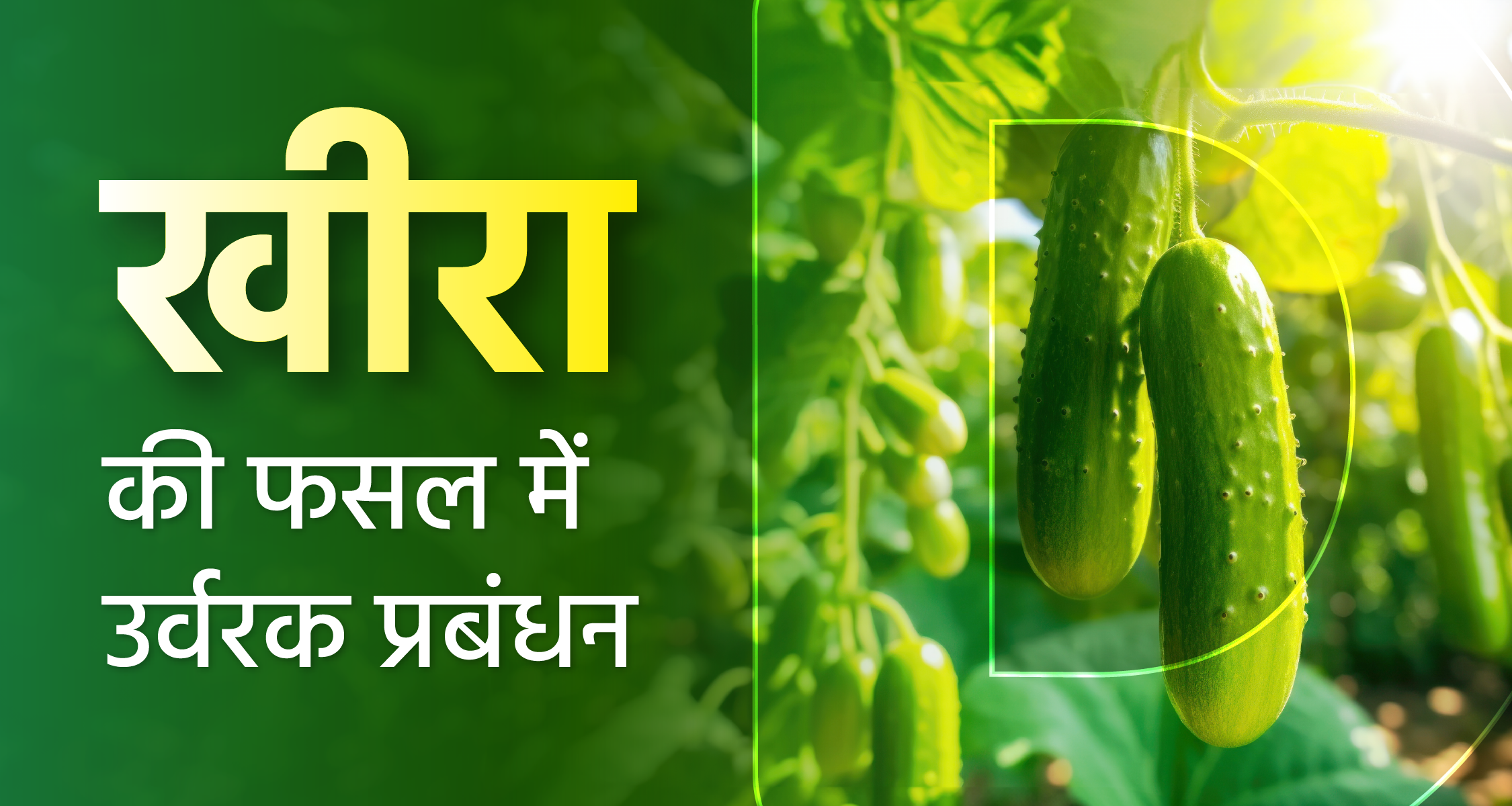 खीरा की फसल में उर्वरक प्रबंधन | Manure Management in Cucumber