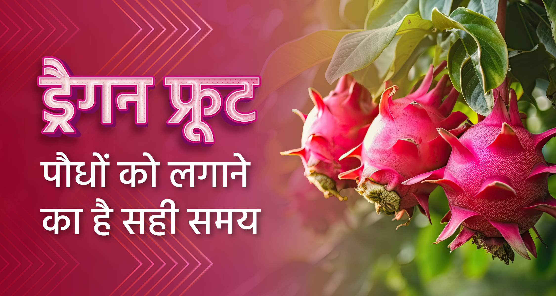 ड्रैगन फ्रूट की खेती: सही समय एवं खेत की तैयारी (Dragon fruit ...