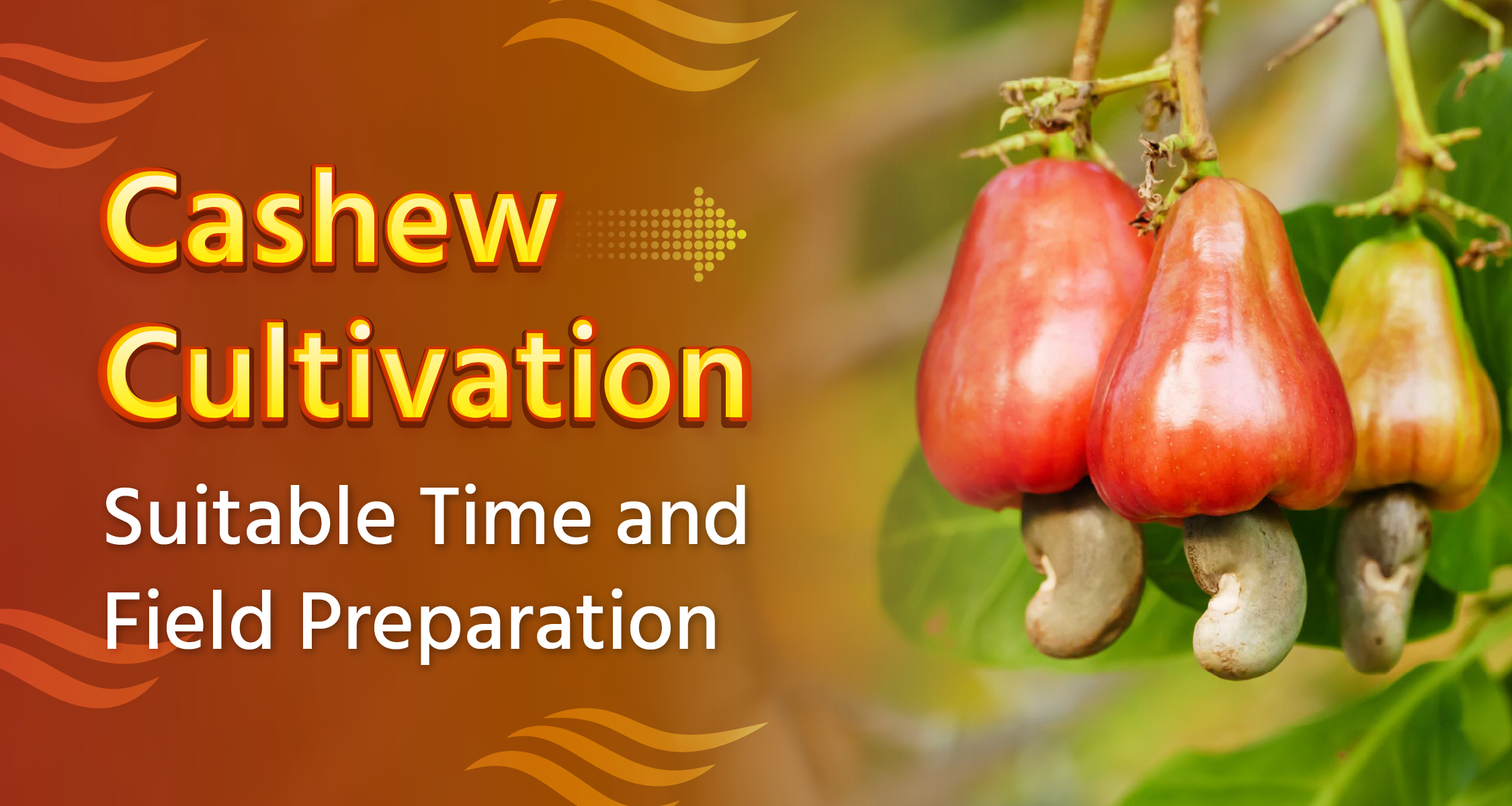Efficient Cultivation of Cashew: Suitable Soil, Varieties, Field ...