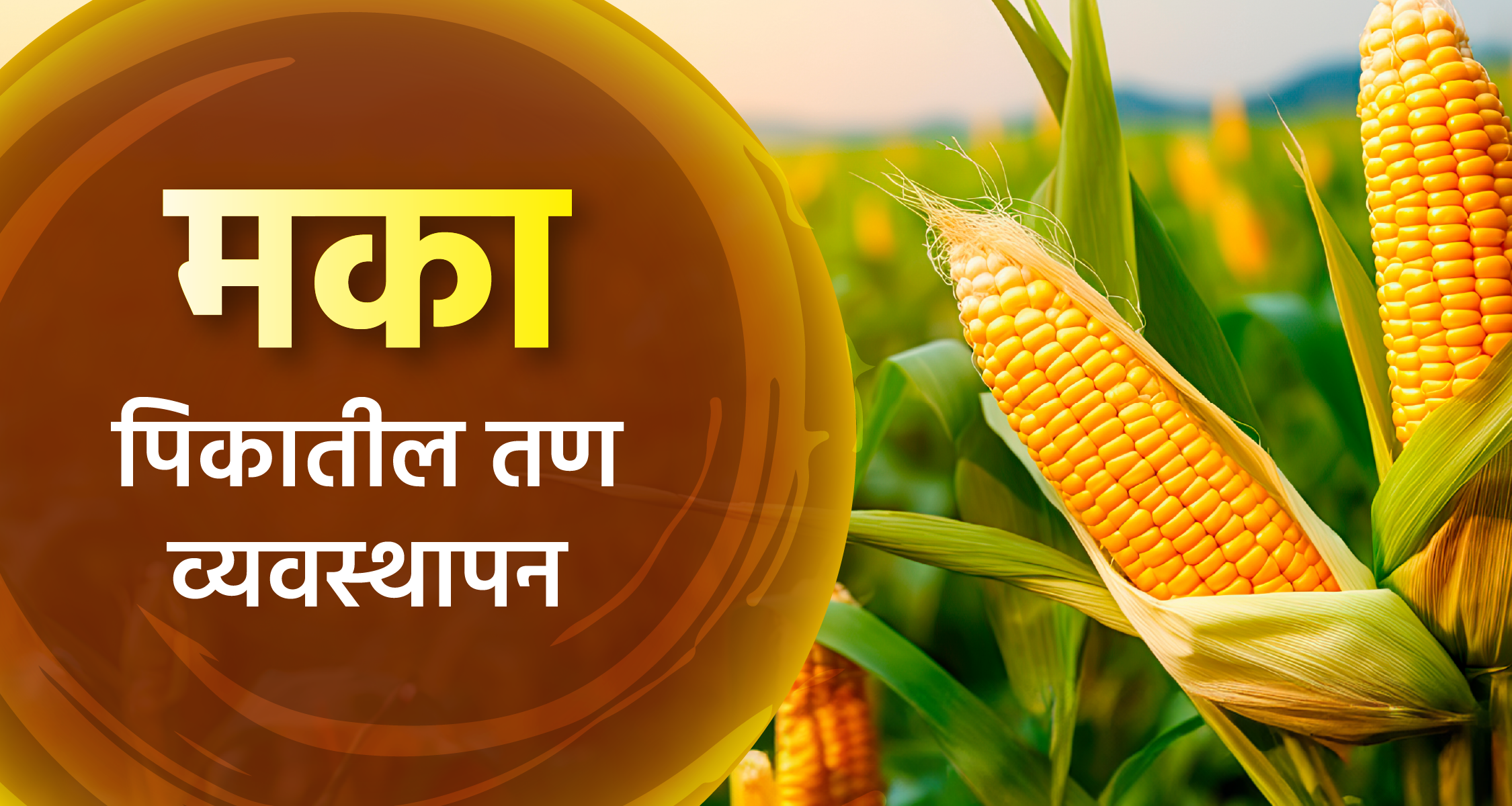 मका पिकातील तण व्यवस्थापन (Weed management in Maize crop)