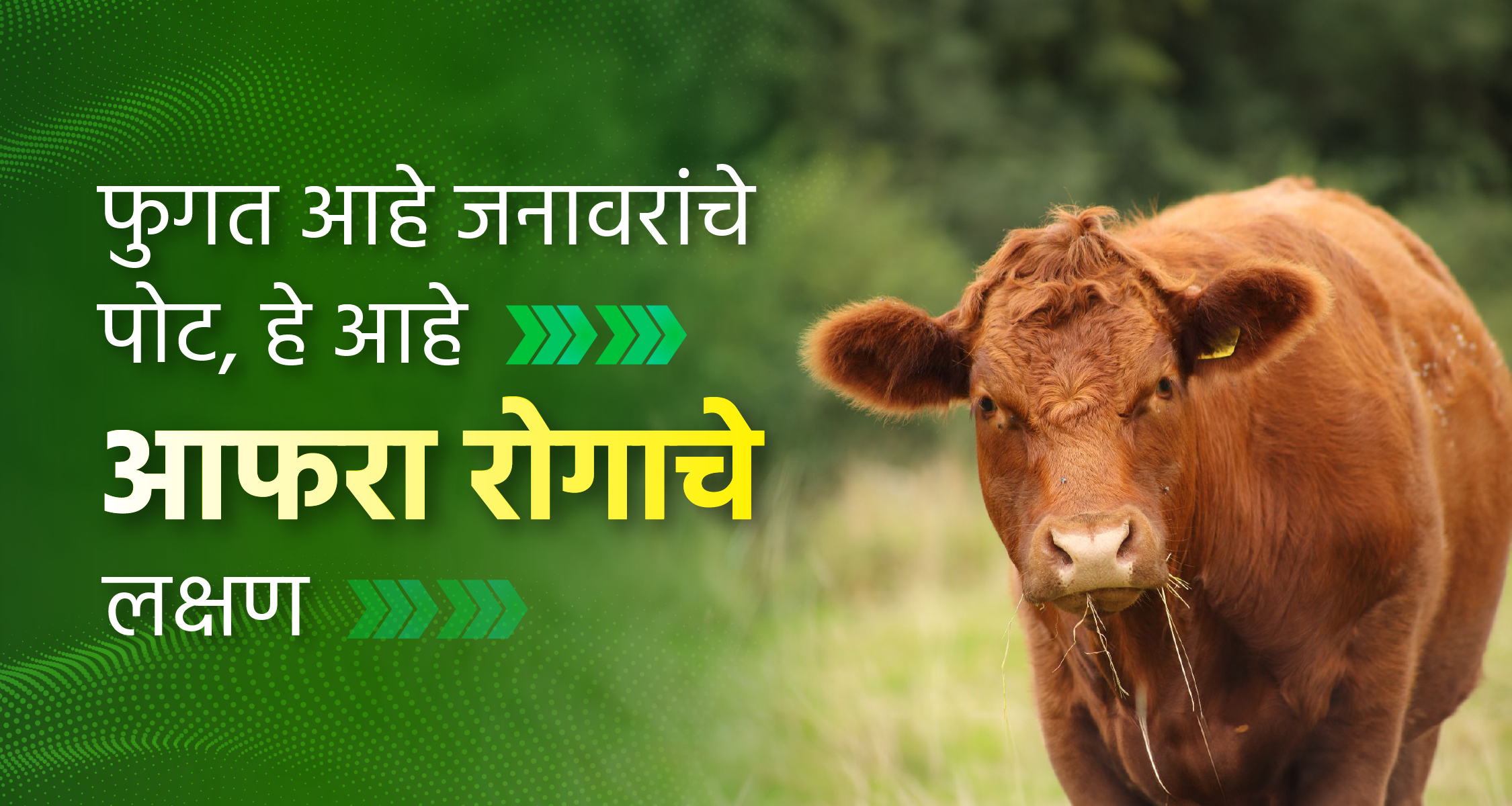 फुगत आहे जनावरांचे पोट, हे आहे आफरा रोगाचे लक्षण (Symptoms of Aafra ...