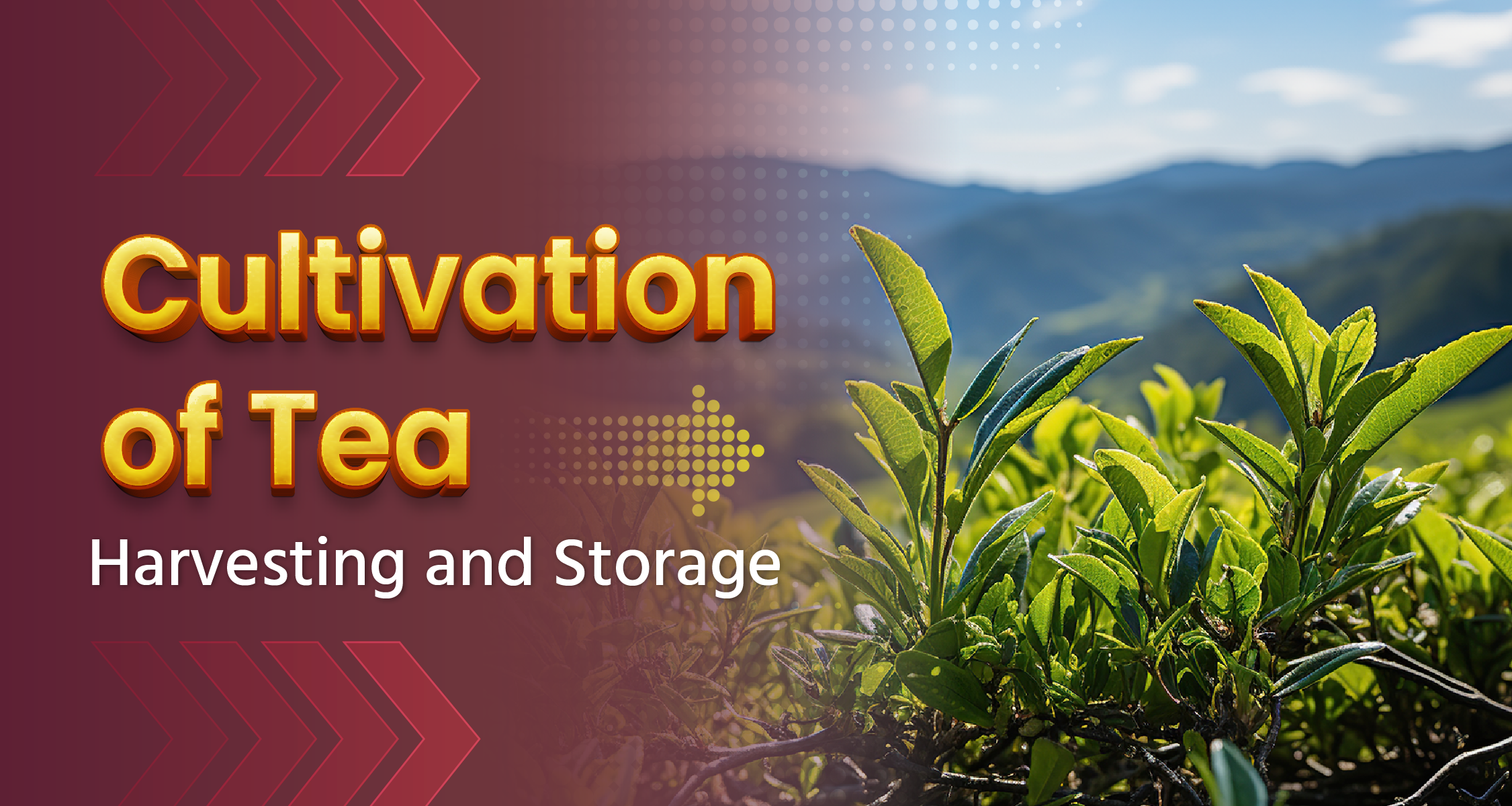 Cultivation of Tea: Harvesting & Storage