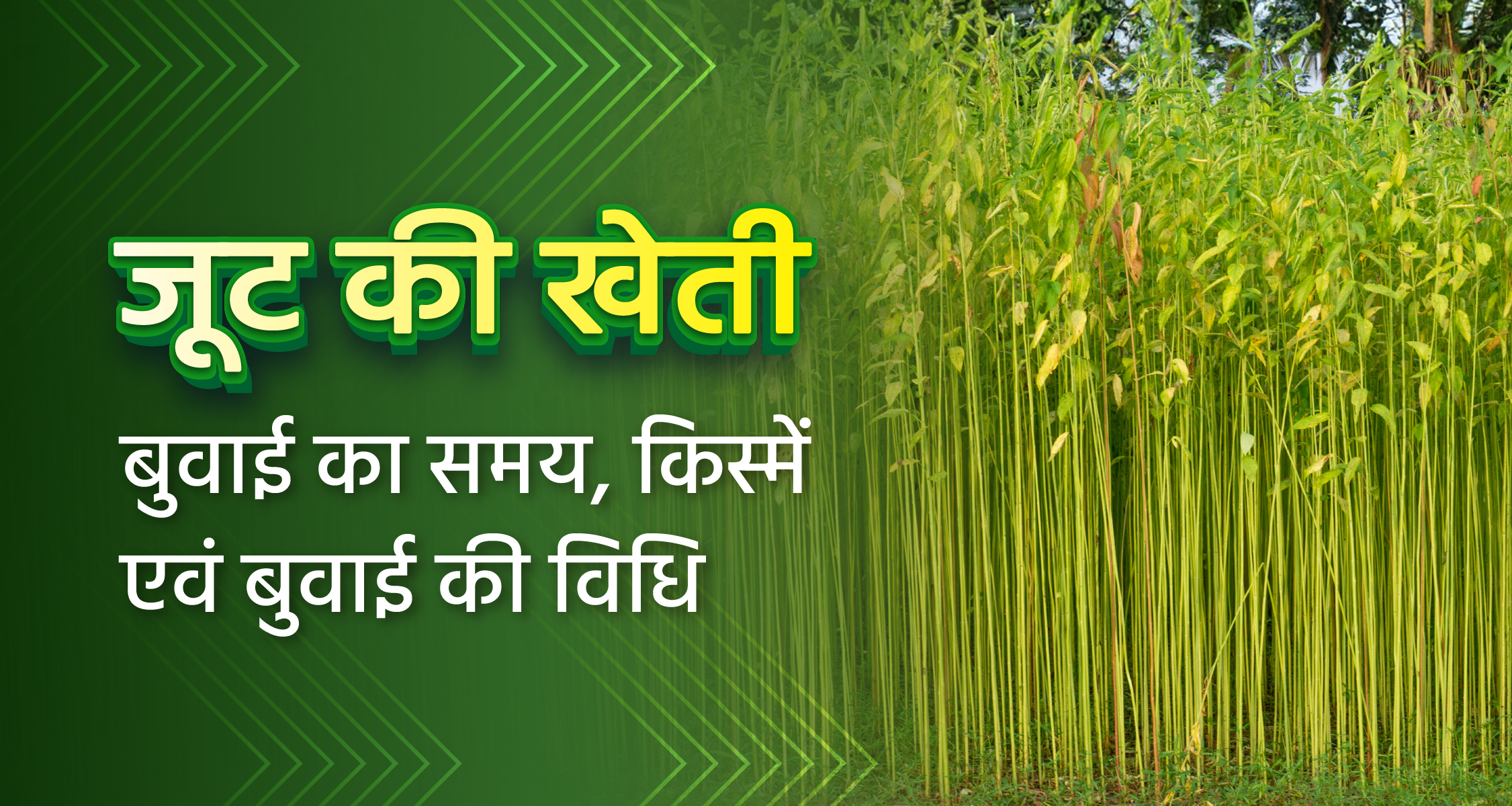 जूट की खेती: बुवाई का समय, किस्में एवं बुवाई की विधि (Jute Cultivation ...