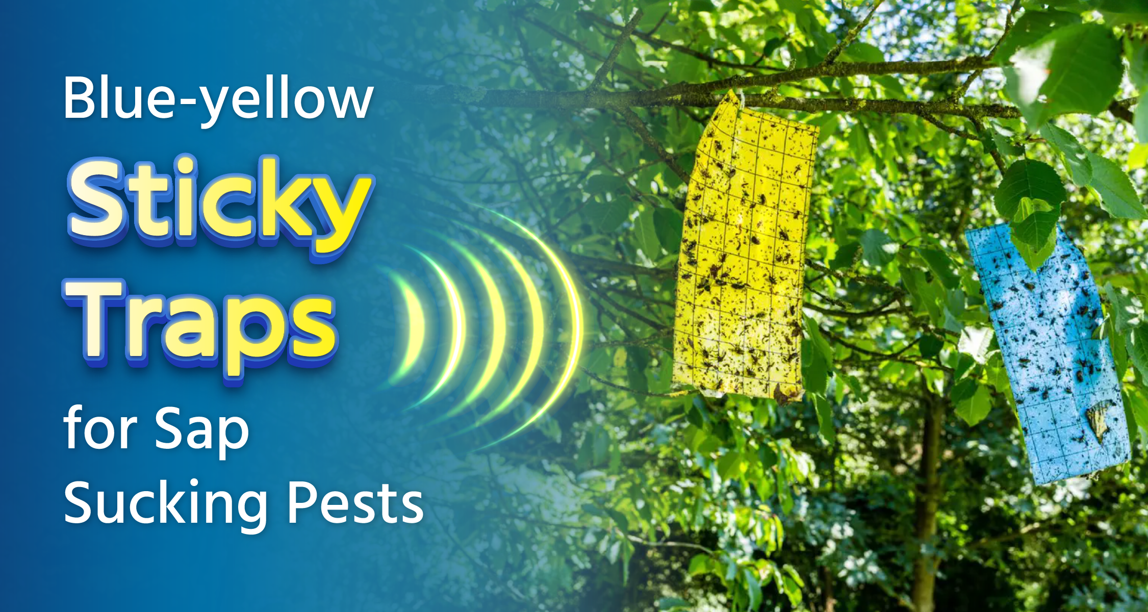Sticky Traps: An Important Measure in Protecting Crops