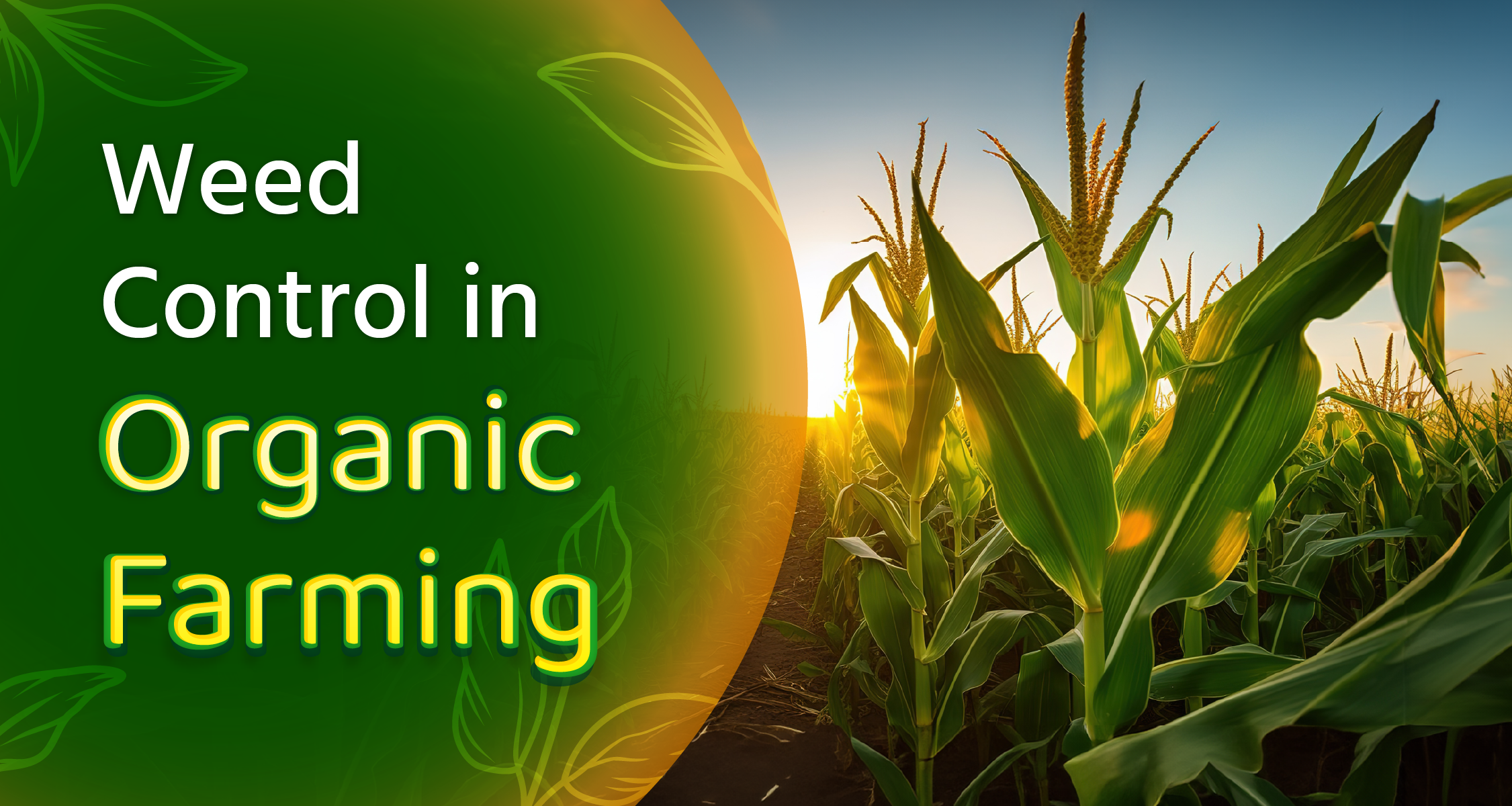 Weed Control in Organic Farming