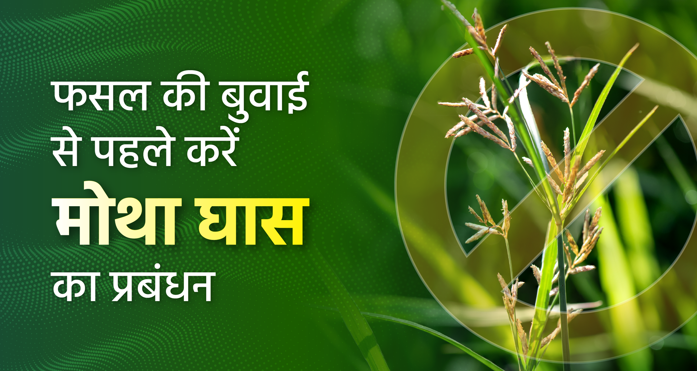 बुवाई से पहले करें मोथा घास का प्रबंधन (Manage motha grass before sowing)
