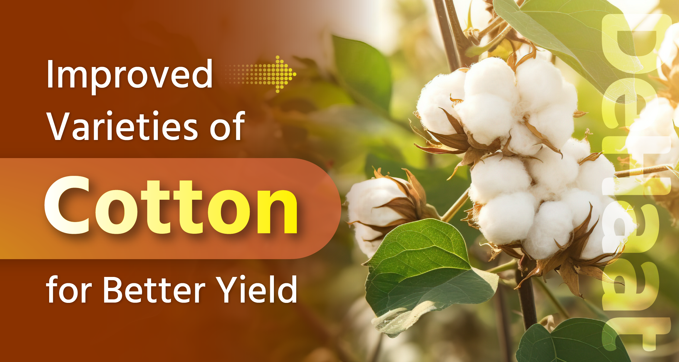 Improved Varieties of Cotton for Better Yield