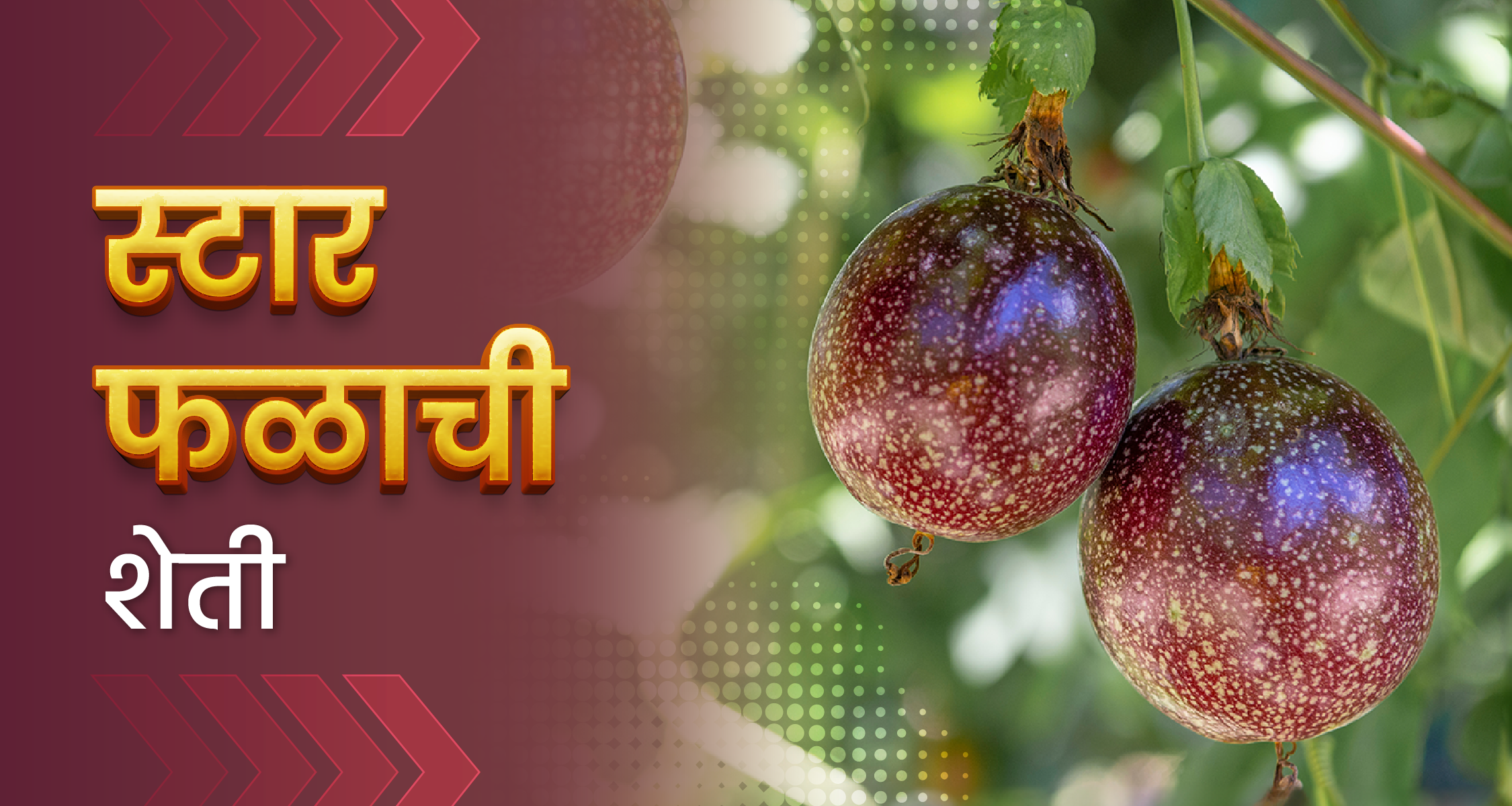 स्टार फळाची शेती (पॅशन फ्रुट) | Cultivation of Star Fruit (Passion Fruit)
