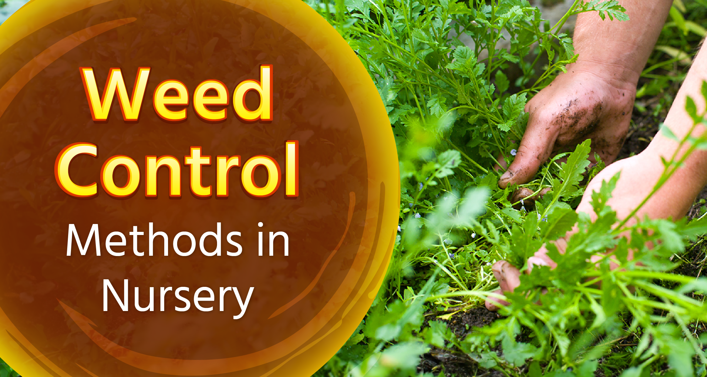 Ways to Control Weeds in Nurseries