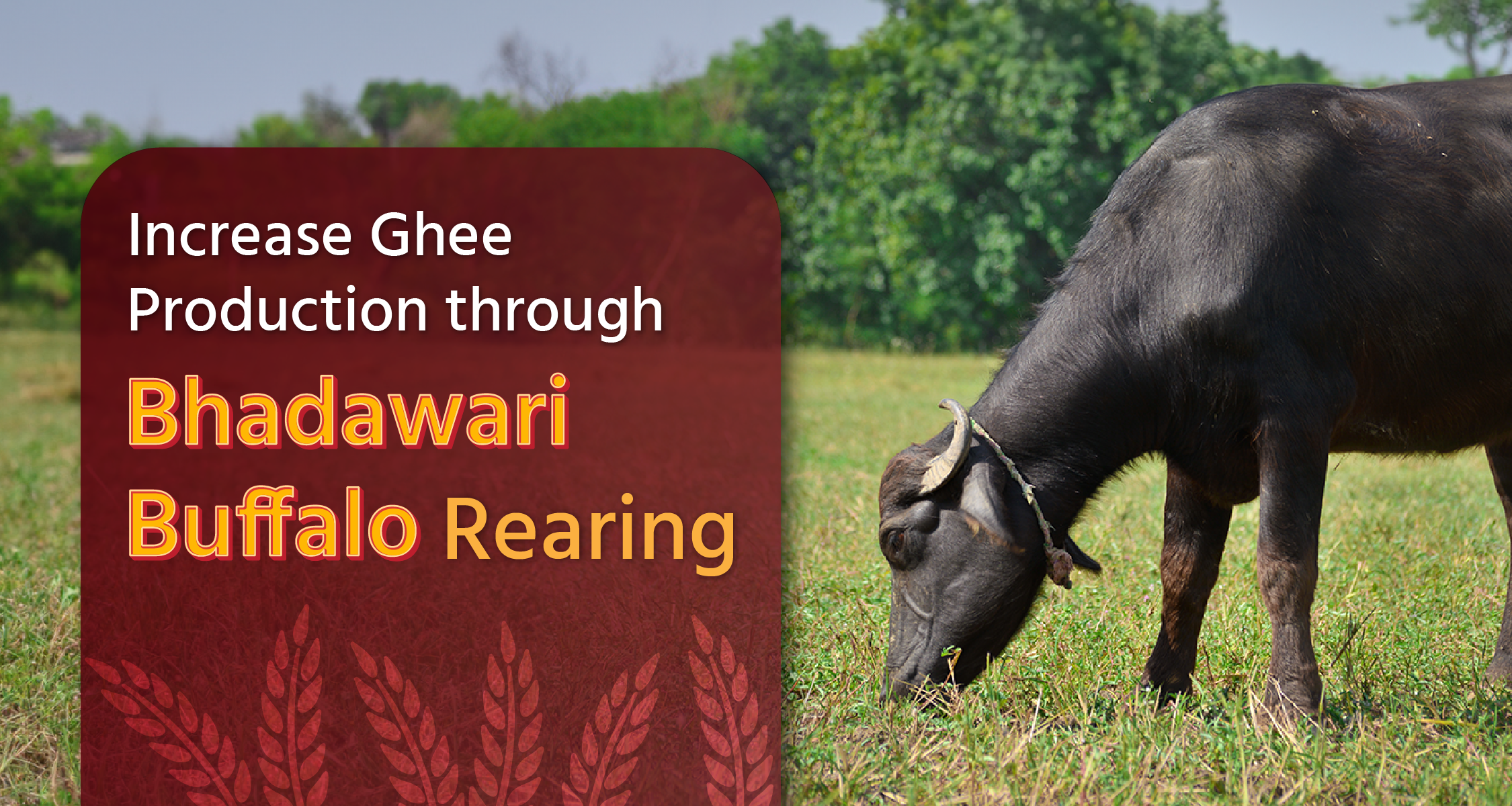 Increase Ghee Production By Rearing Bhadawari Buffalo
