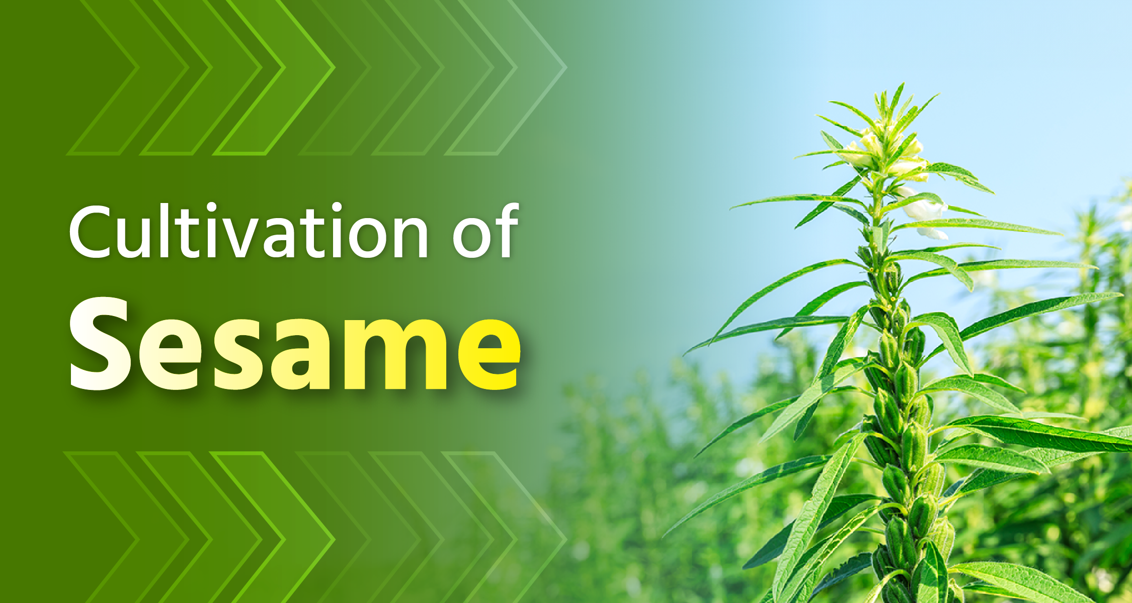 Cultivation of Sesame