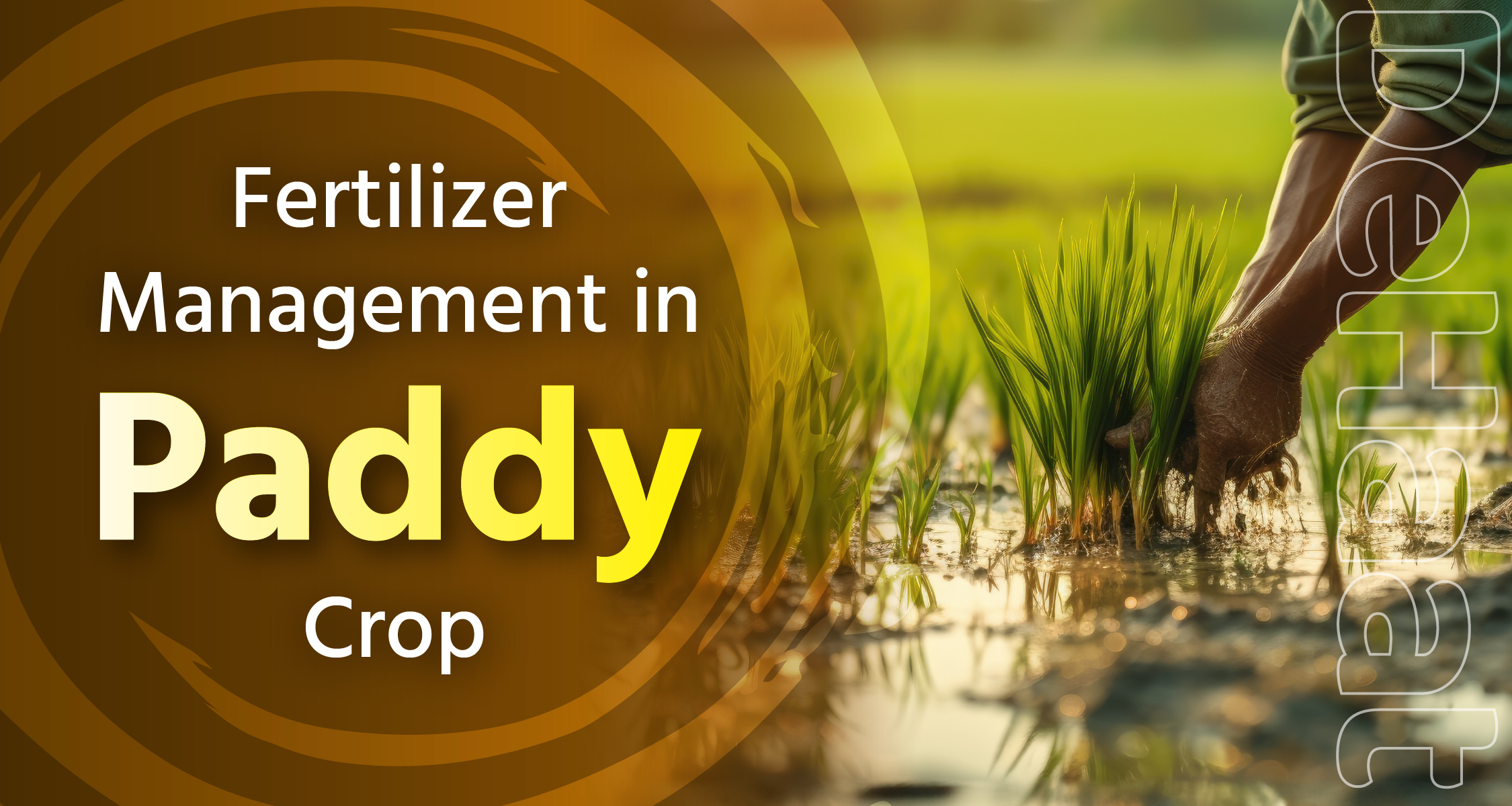 Some improved varieties of paddy