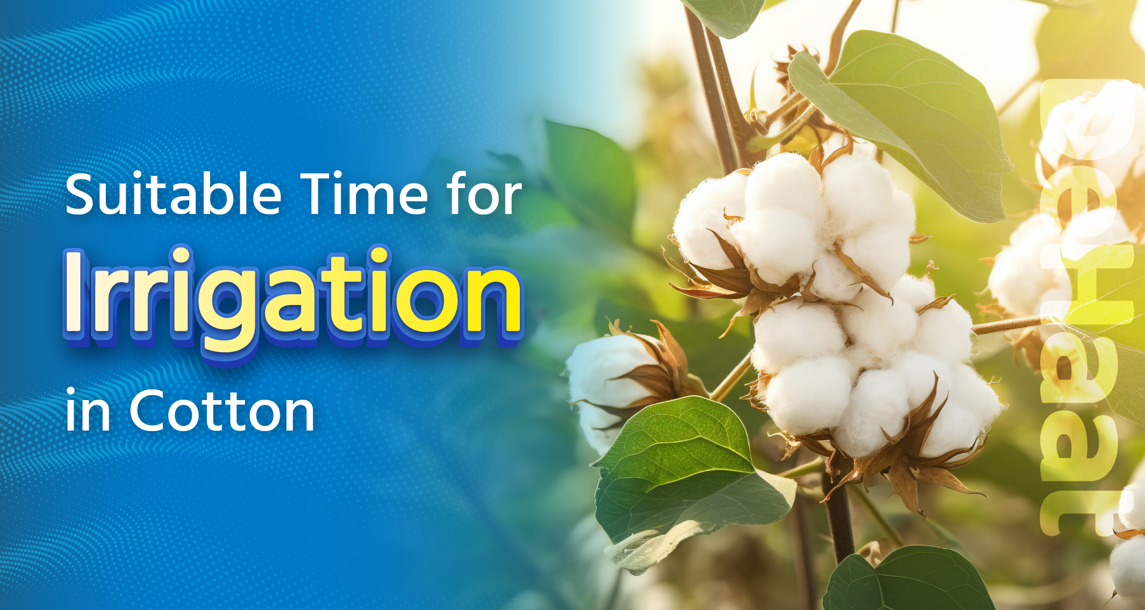 Suitable Time for Irrigation and its Management in Cotton