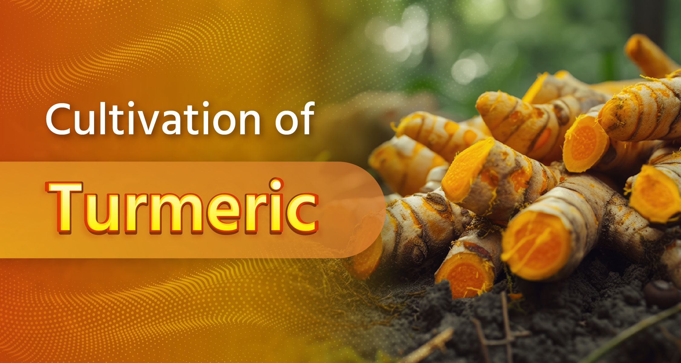 Cultivation of Turmeric