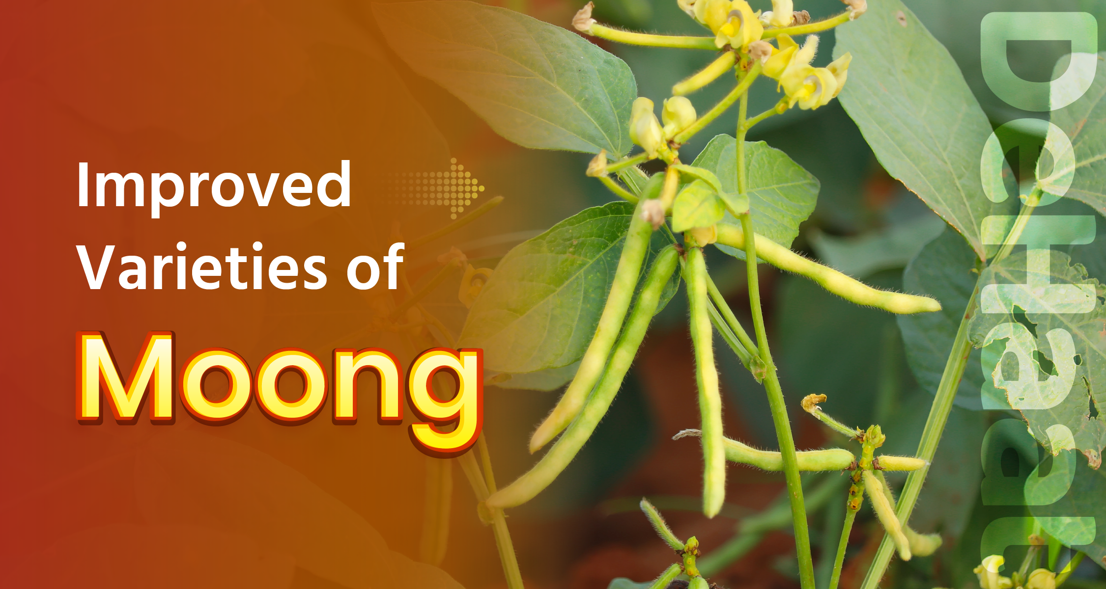 Improved Varieties of Moong