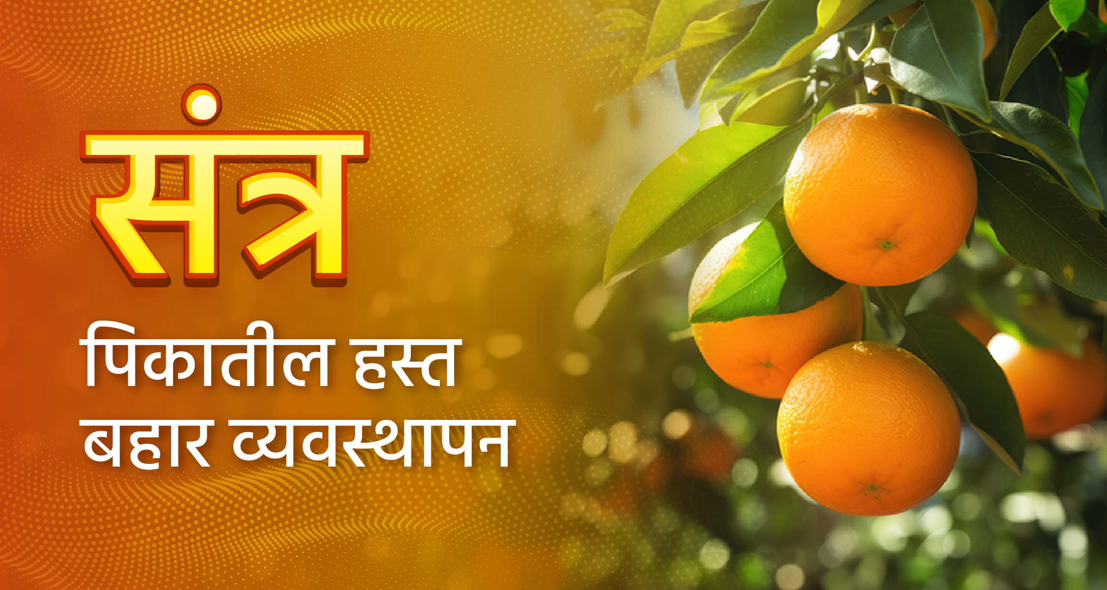 संत्र पिकातील हस्त बहार व्यवस्थापन (Hast Bahar Management in Orange)