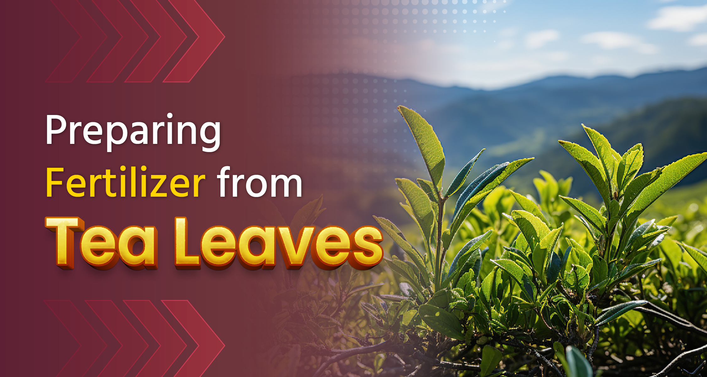 Preparing Fertilizer from Tea Leaves