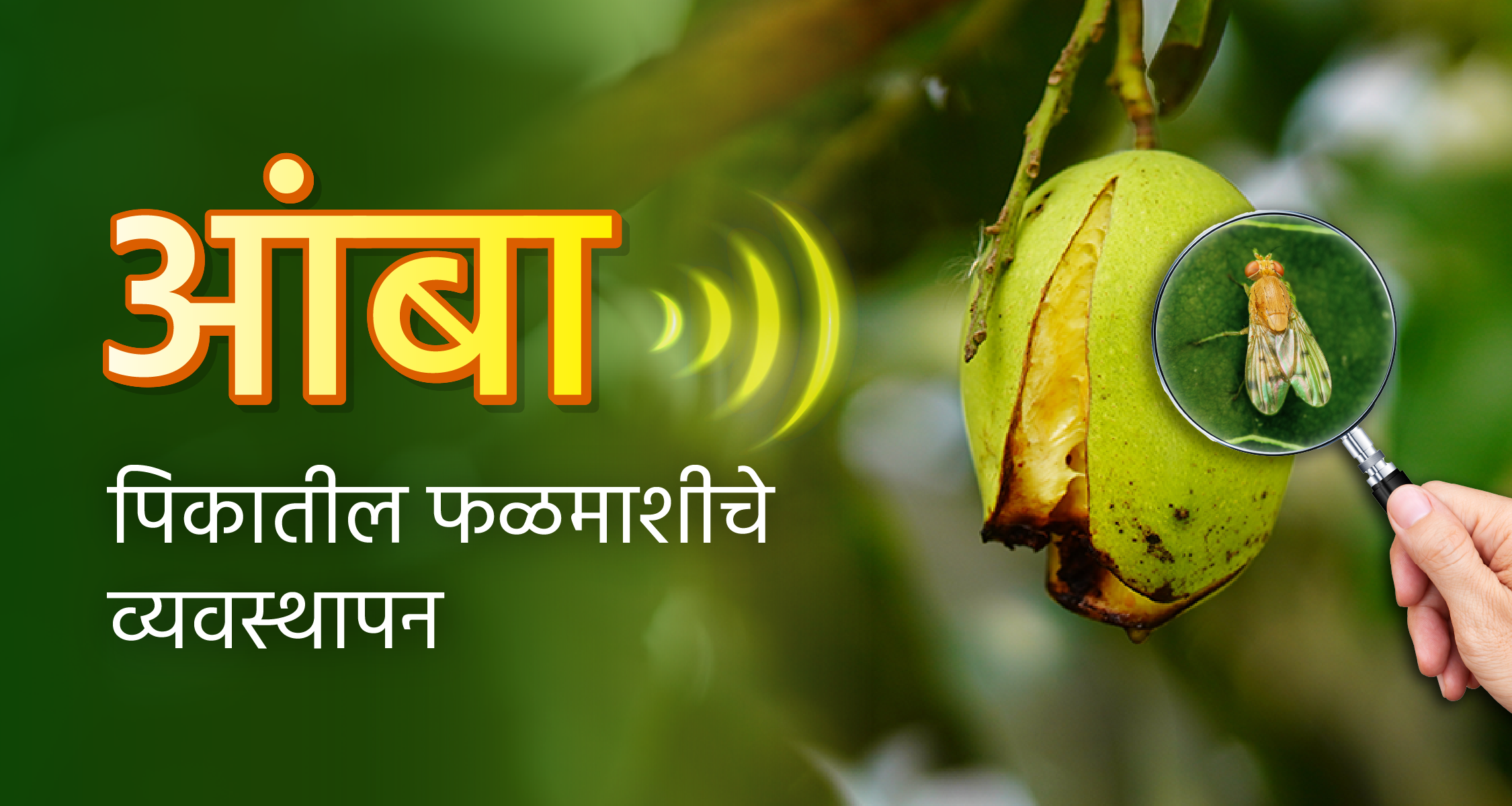 आंबा पिकातील फळमाशीचे व्यवस्थापन (Mango Fruit fly Management)