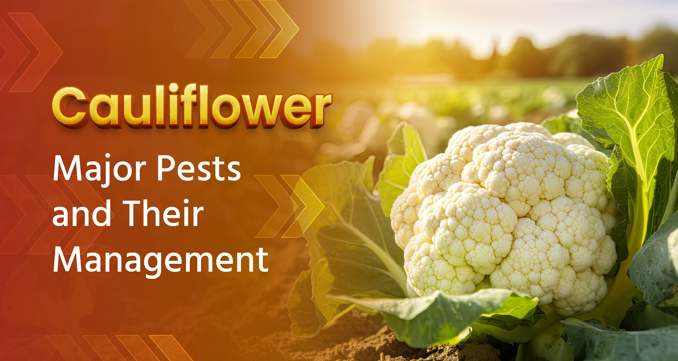 Cauliflower: Major Pests and Their Management