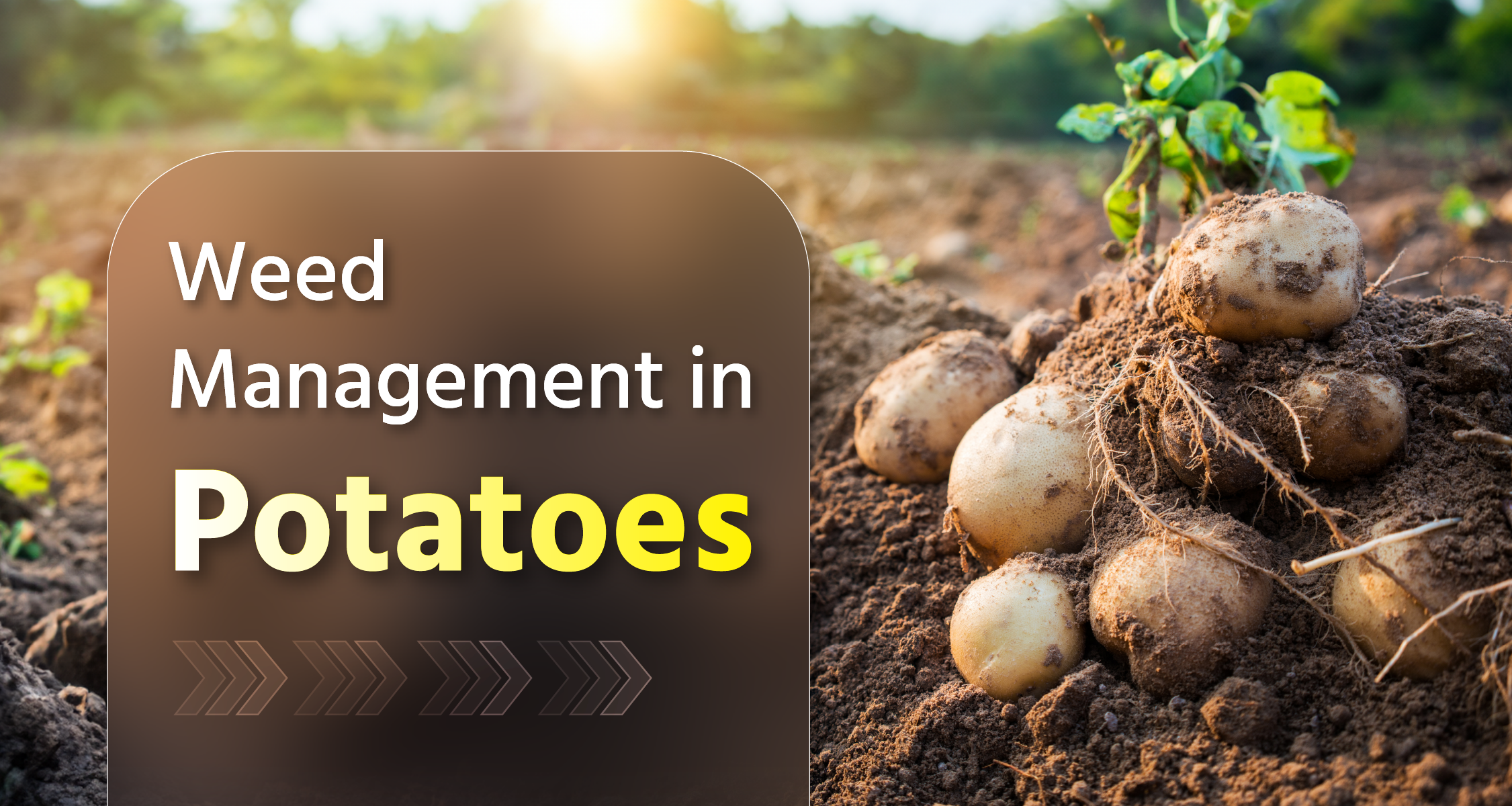 Weed Management in Potato