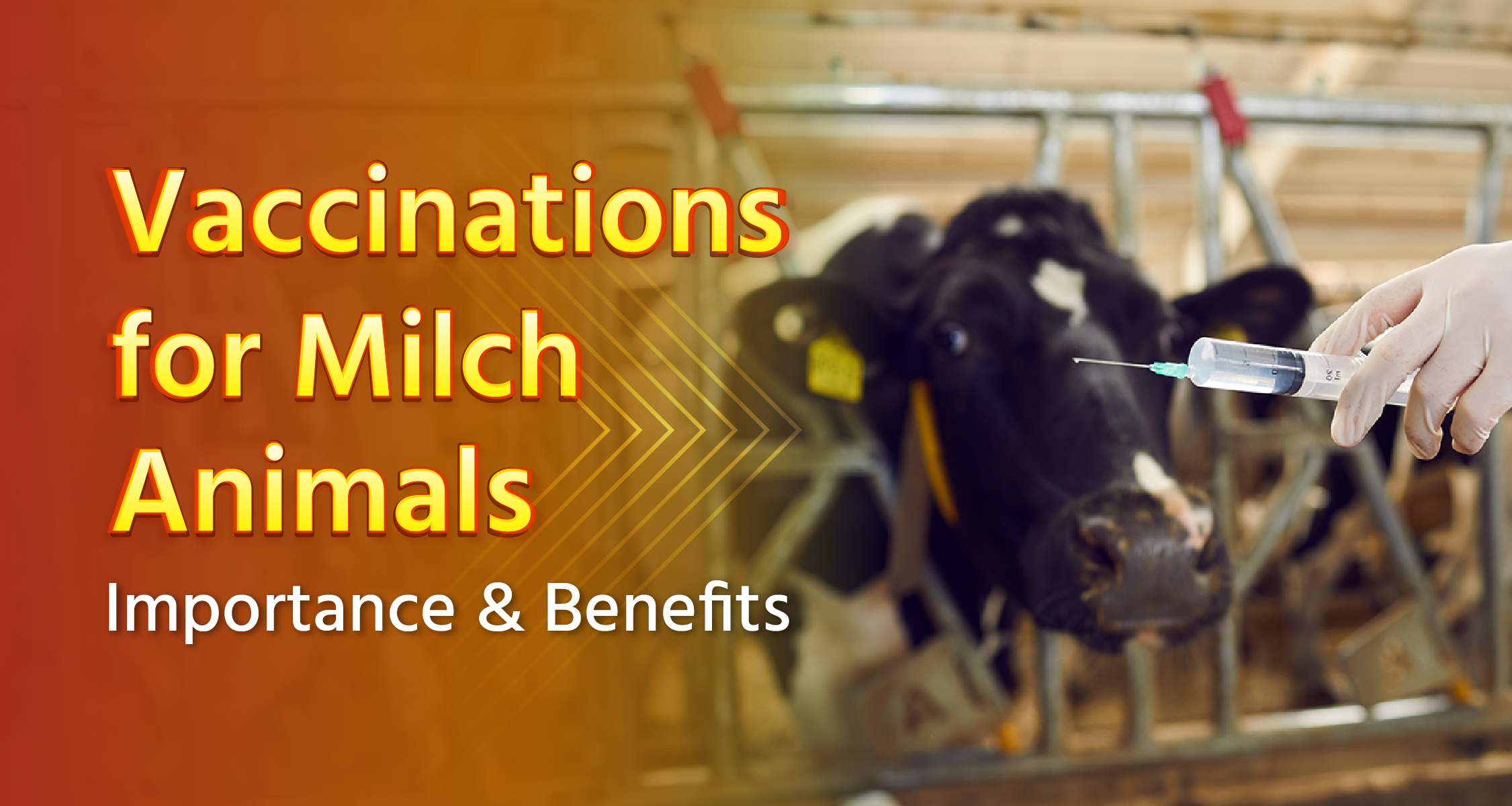 Vaccination in Dairy Animals: Importance and Benefits