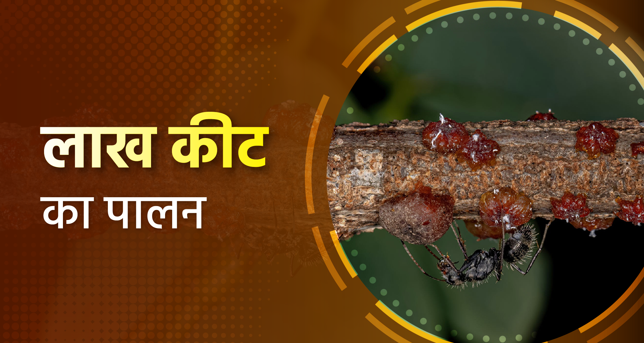 लाख कीट पालन (lac insect farming)