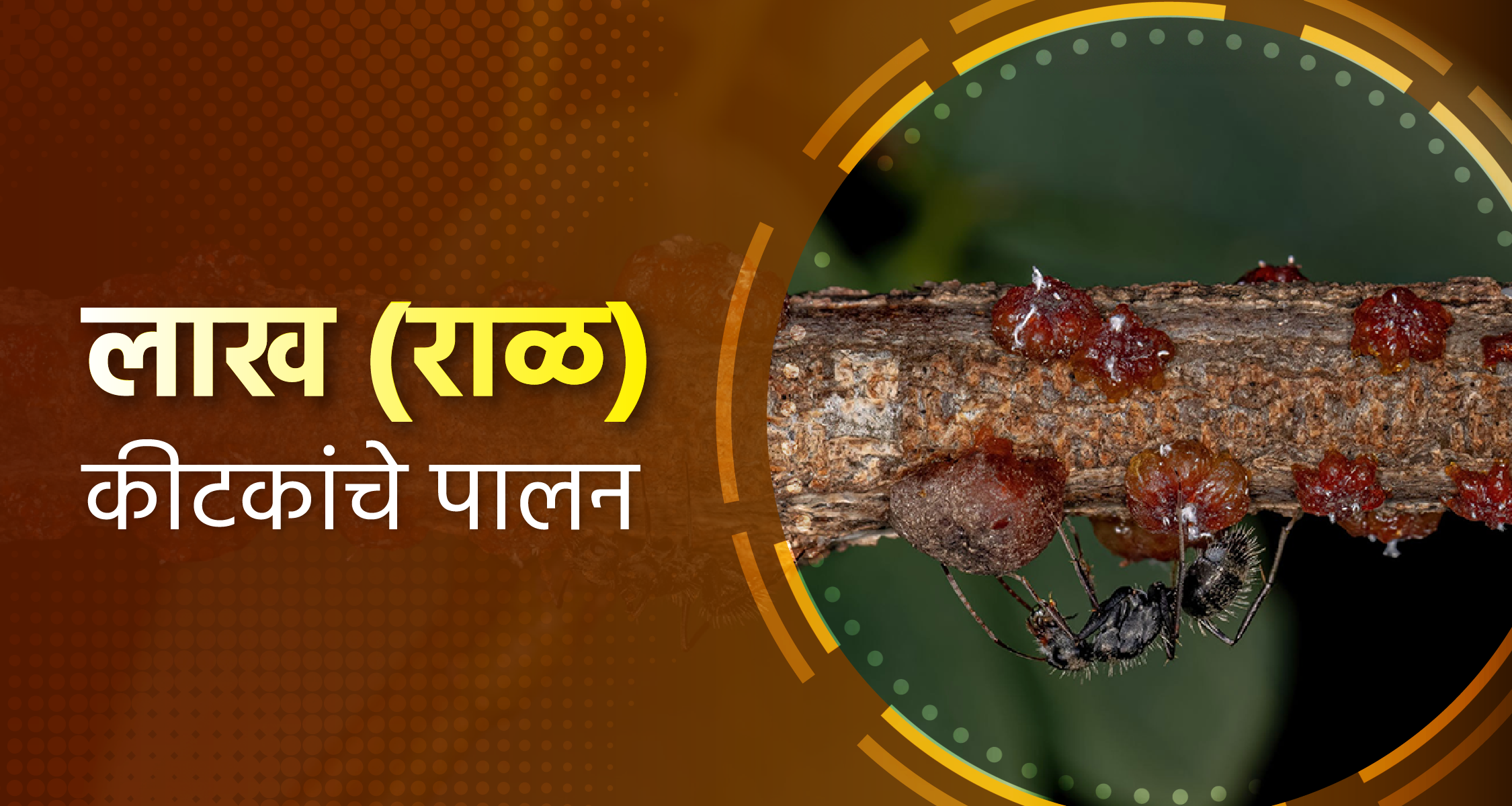 लाख (राळ) कीटकांचे पालन (Cultivation of lakh insects)